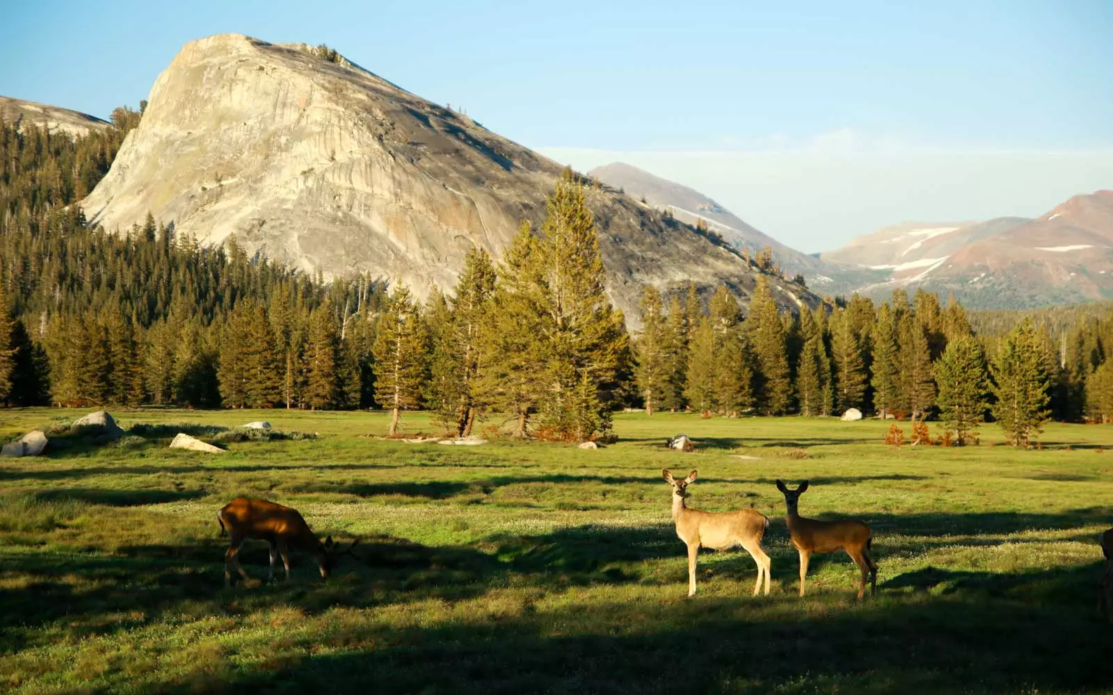 Eng wäiss-tailed Réi Doe Famill an enger oppener gréng Gras Wiss am Summer, Lembert Dome, Tuolumne Meadows, Yosemite National Park, Kalifornien