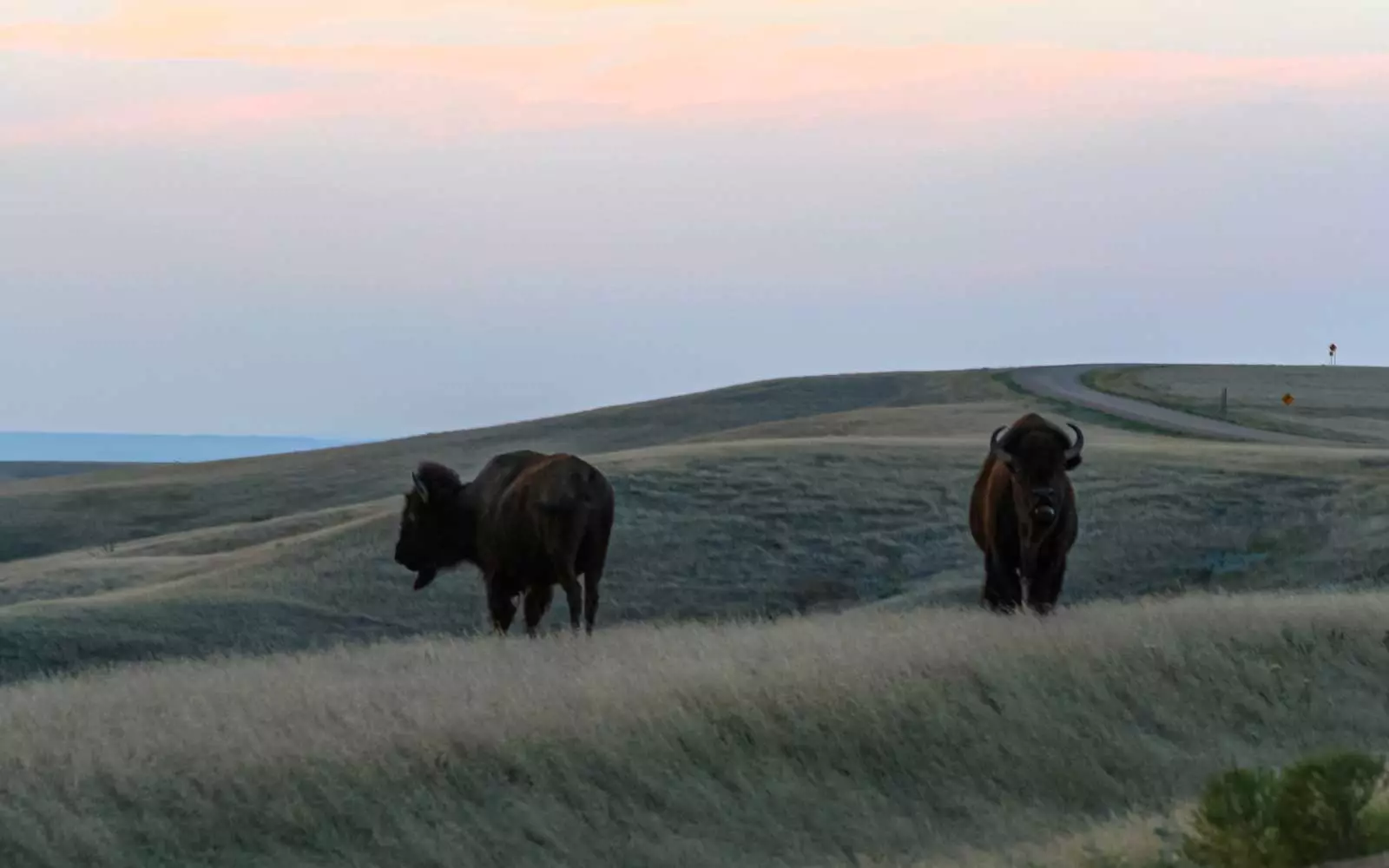 Żubry pasą się na preriach Parku Narodowego Badlands w Południowej Dakocie.