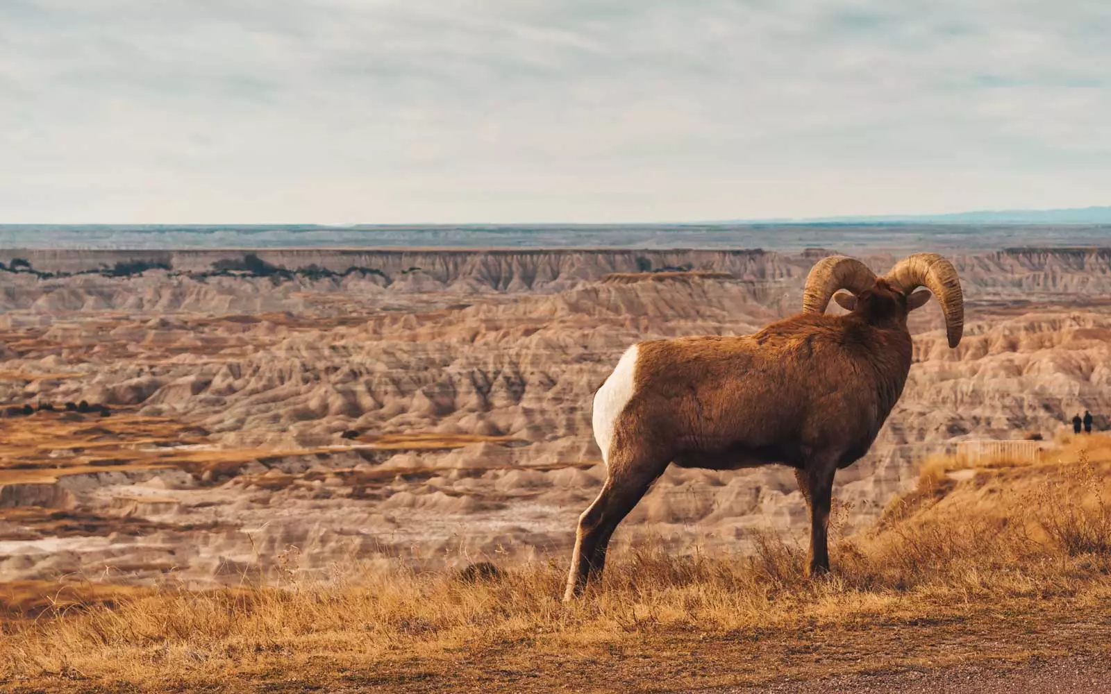 Kondoo wa pembe kubwa wanaotazama bonde la badlands