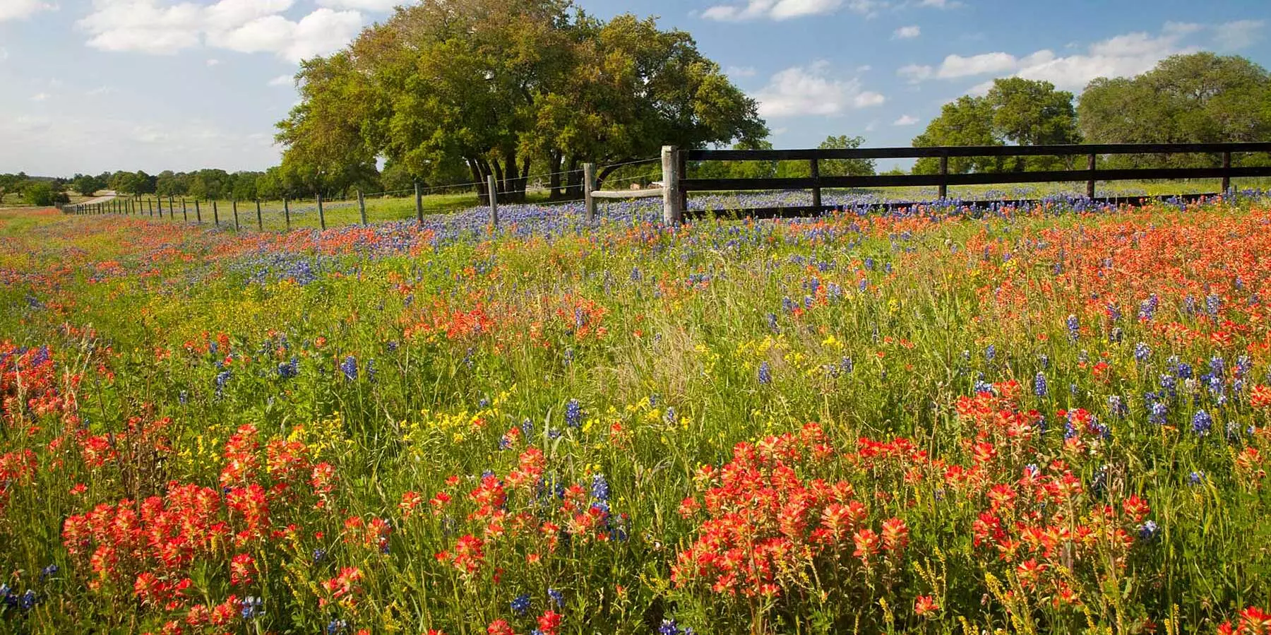 5 Turas Bóthair is Fearr i Texas chun Bláthanna Fiáine Néal a Fheiceáil