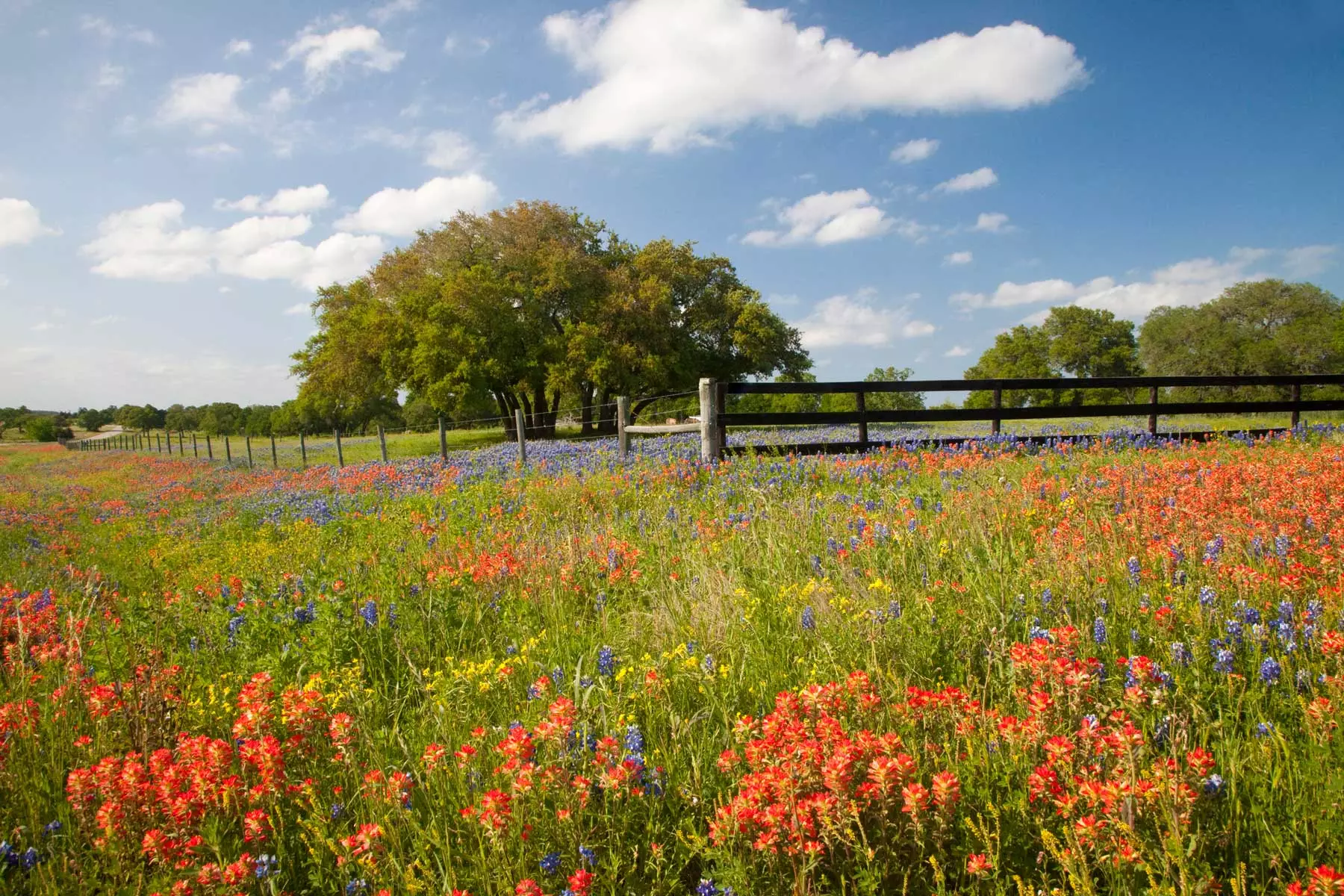 Campo de flores silvestres durante a primavera en Texas Hill Country