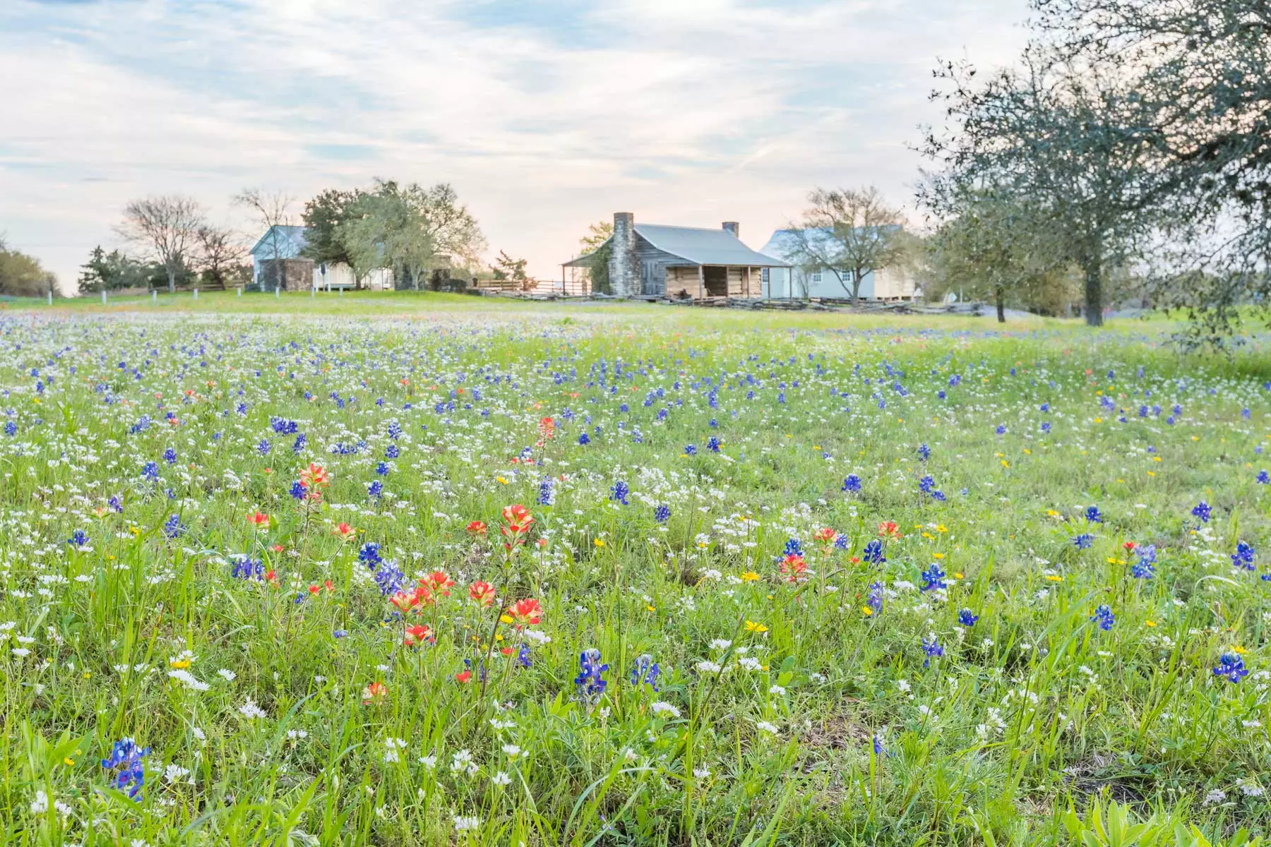 Campo de flores silvestres que florecen con granxas ao lonxe no condado de Washington, Texas