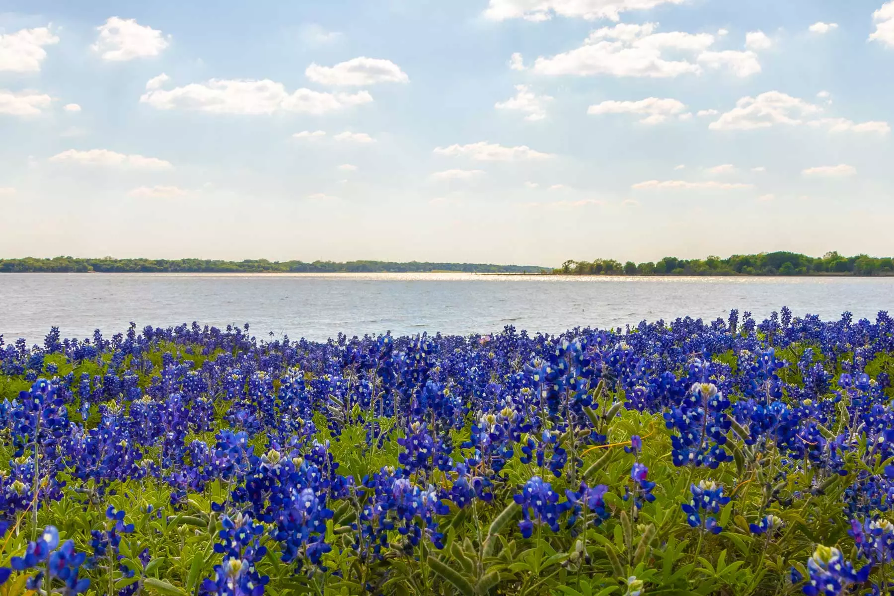 Ennis, Texas Park Lake con campo de bluebonnets