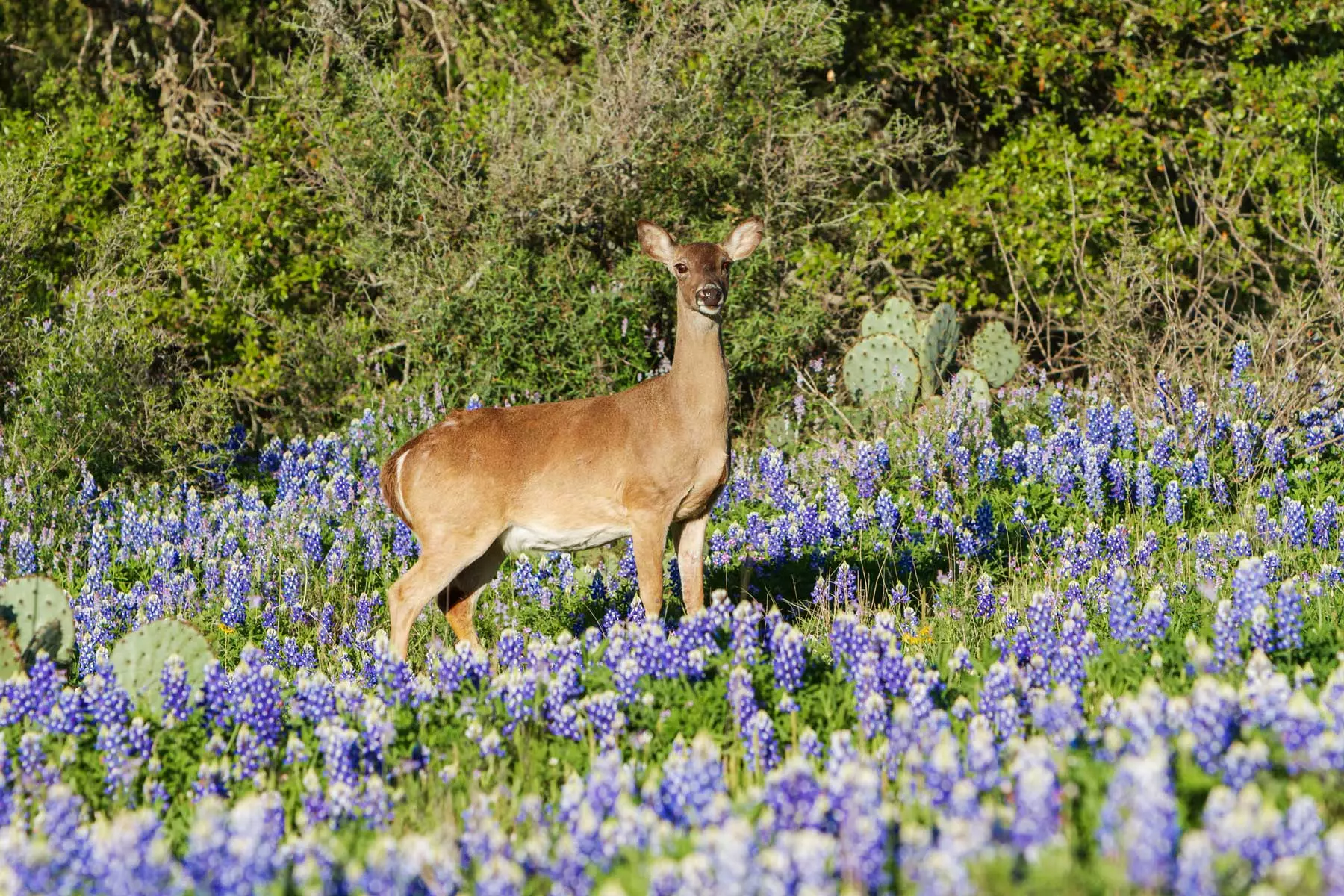 Vendo cola branca de pé nun campo de bluebonnets no Hill Country de Texas