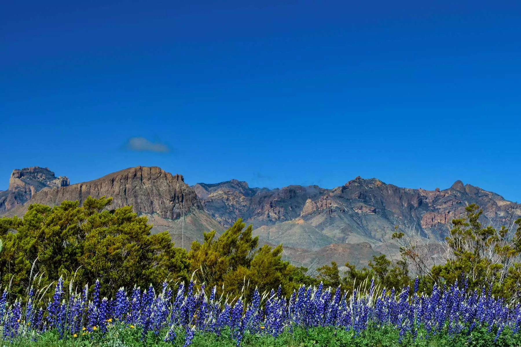 Bluebonnets florecendo no deserto coas montañas Chisos ao fondo. Parque Nacional Big Bend, Texas.
