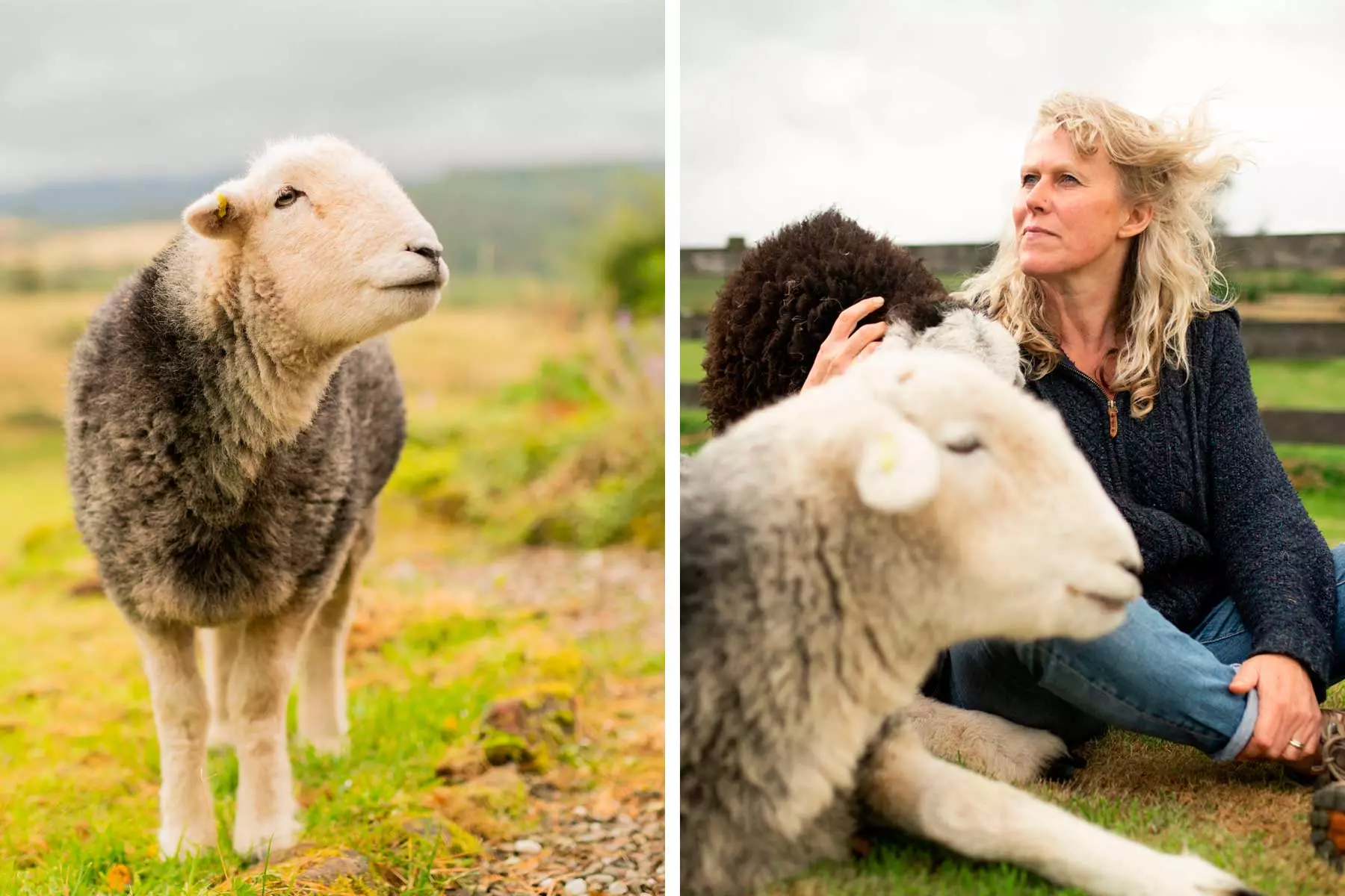 Ang mga tupa sa Scotland ay may kasamang Airbnb Experience For Guided Meditation