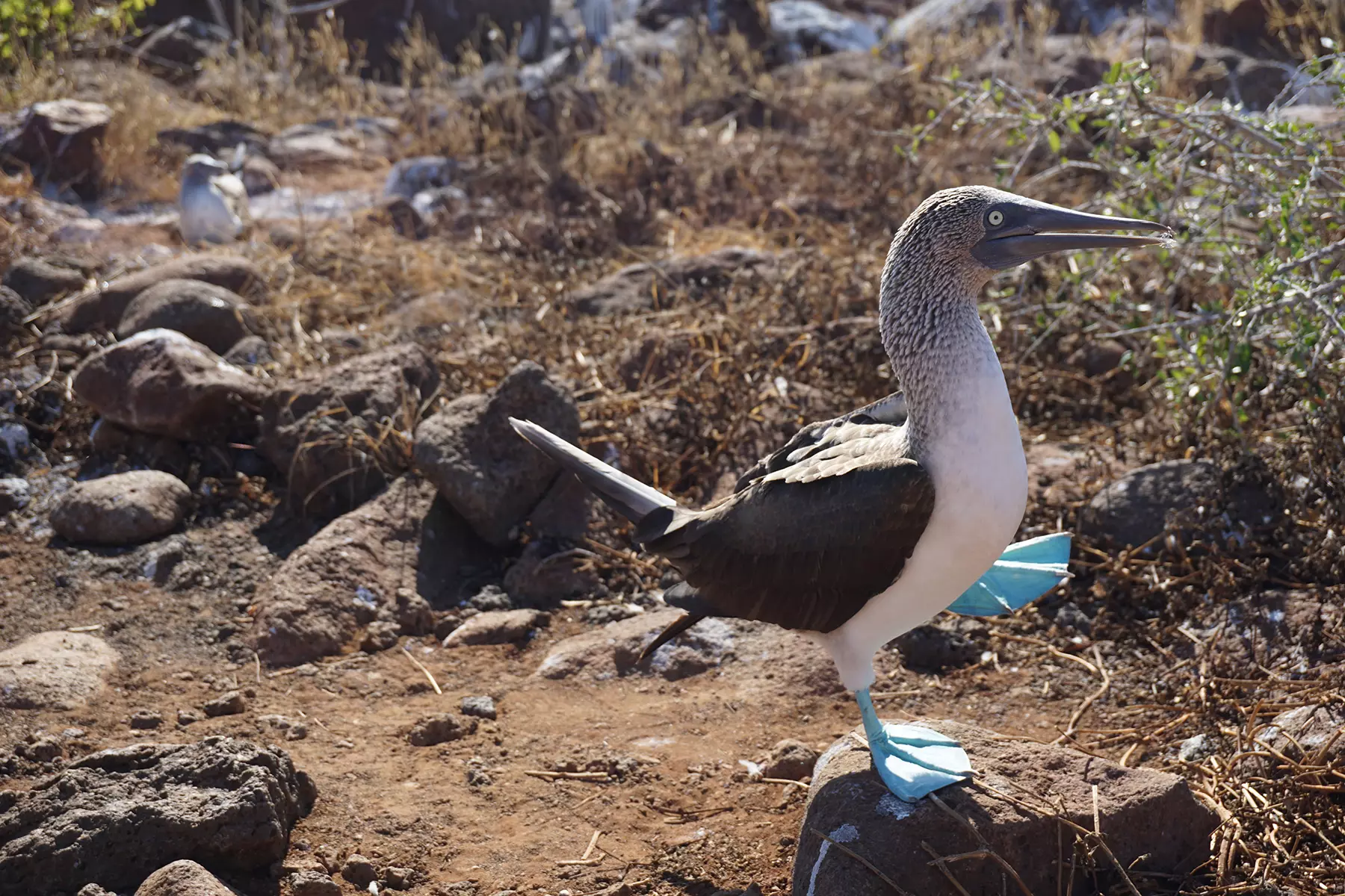 I-boobie enezinyawo eziluhlaza e-Galapagos