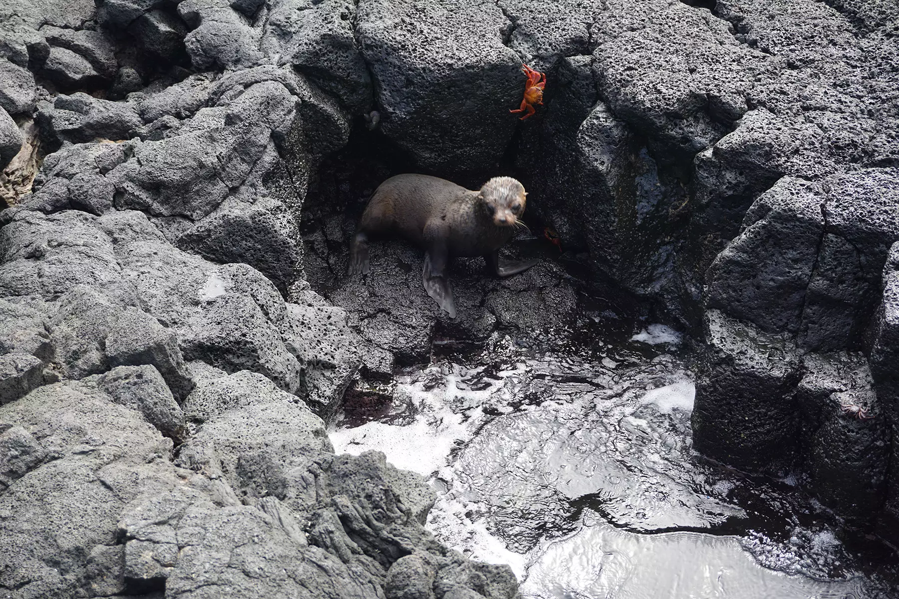 Seekor anak singa laut di atas batu di Galapagos