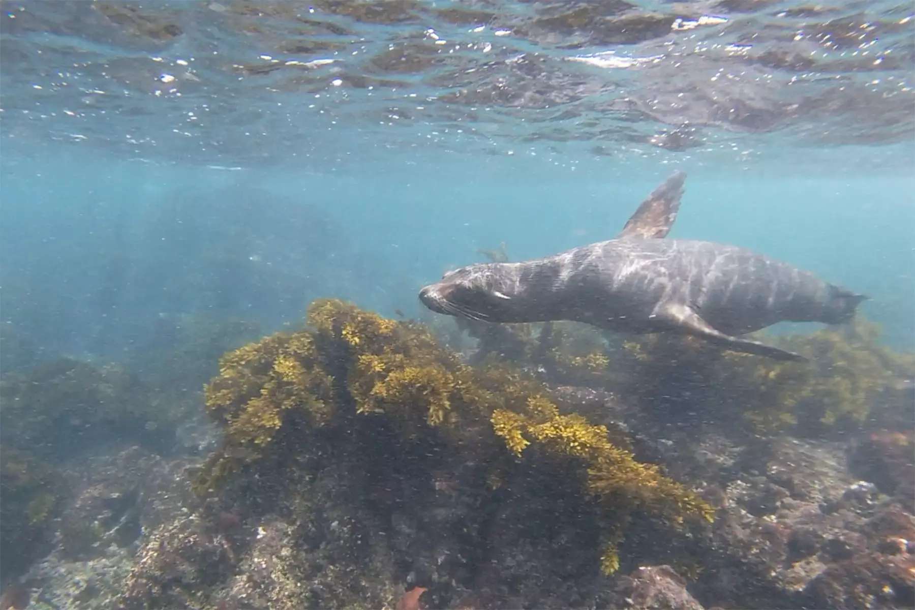 Seekor singa laut di bawah air di Galapagos