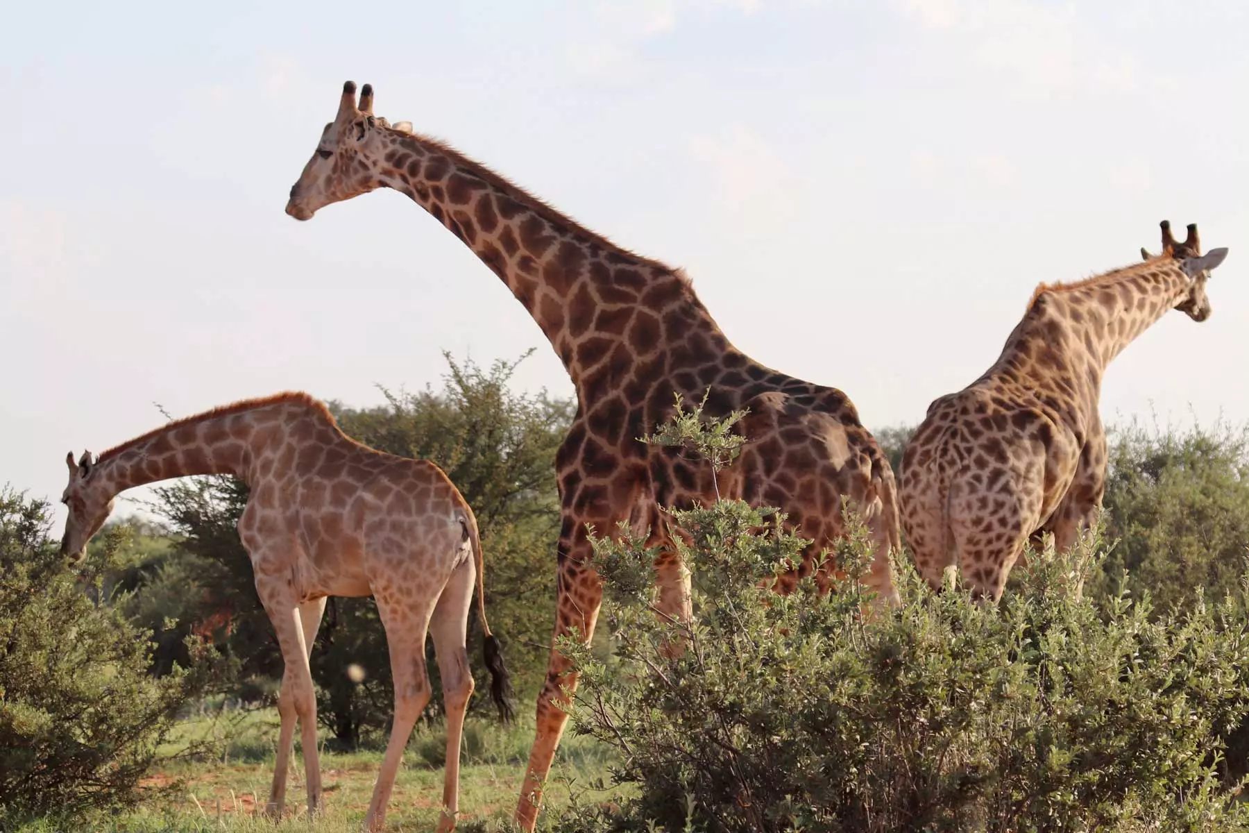 I-Romeyn Family ku-safari eNingizimu Afrika nengane enezinyanga ezingu-10 ubudala