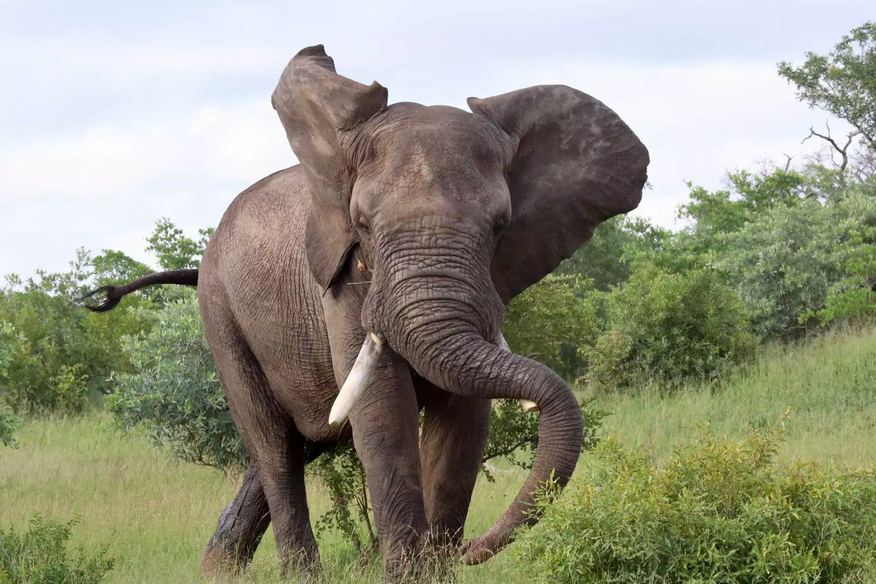 Usapho lwaseRomayn kwi-safari eMzantsi Afrika kunye nosana oluneenyanga ezili-10 ubudala