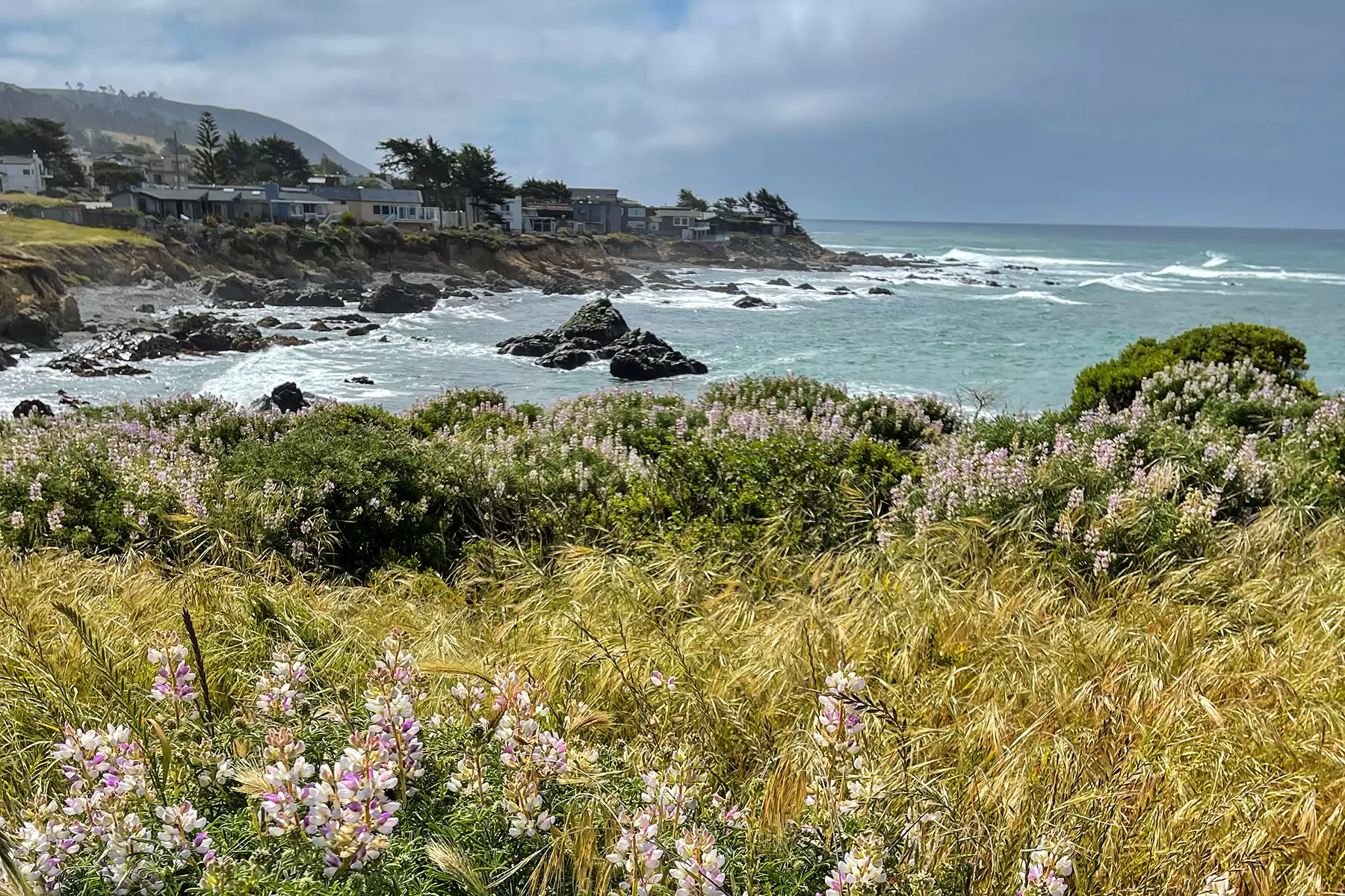 Fiscalini Ranch Preserve, oo ah 436-acre park oo leh dariiqyada buluugga ah iyo kaynta ayaa laga eegaa mid ka mid ah vistas badan oo ku yaal Cambria, California.