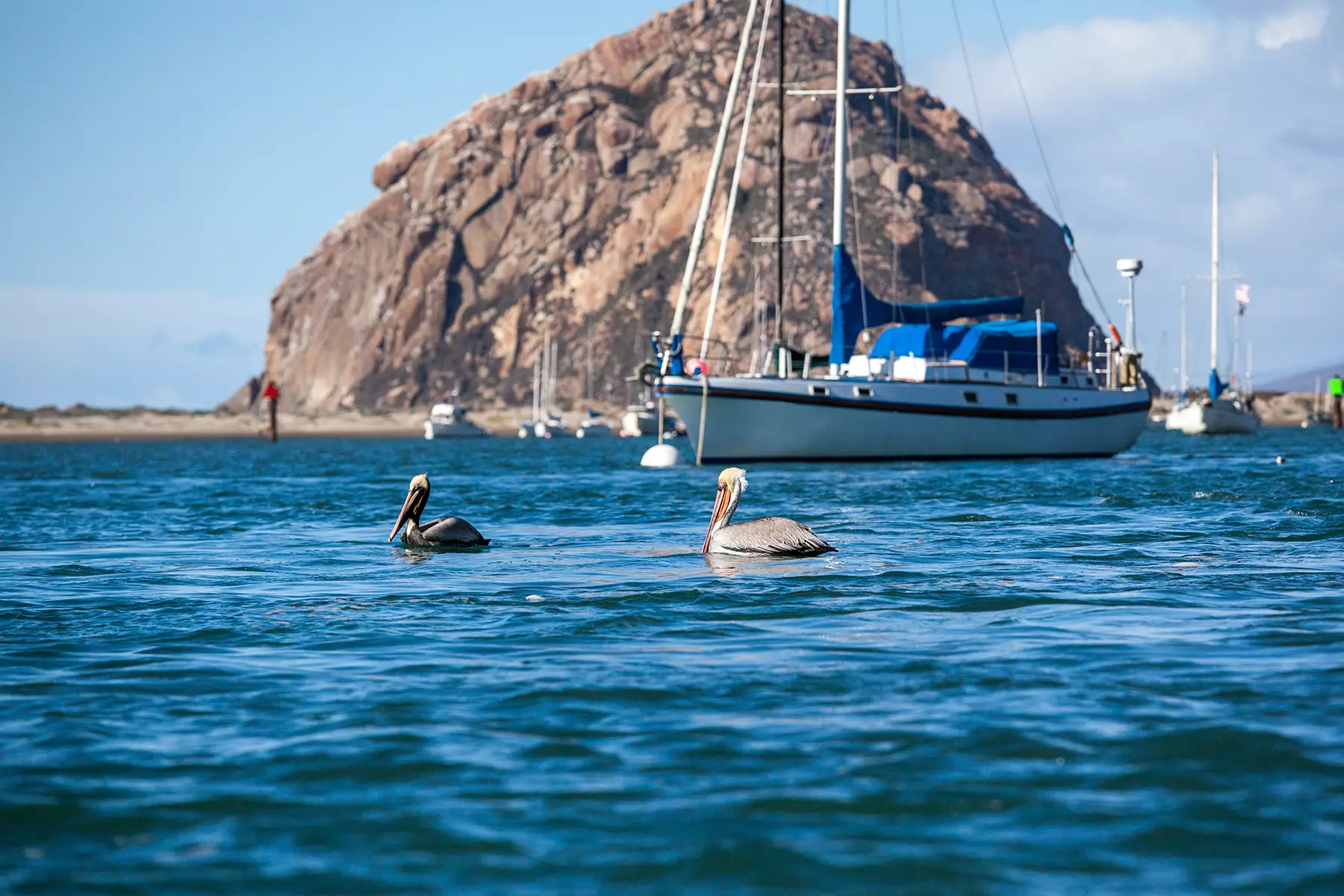 요트와 Morro Rock을 배경으로 Morro Bay National Estuary Preserve에서 수영하는 펠리컨