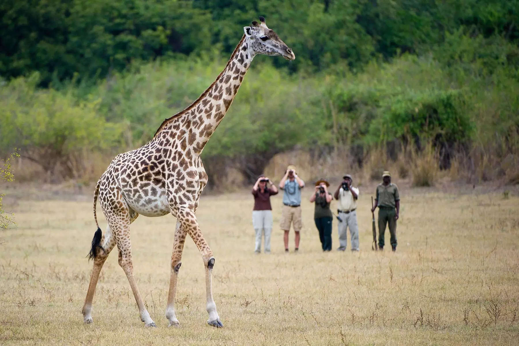 Afriške ikone v narodnem parku South Luangwa v Zambiji