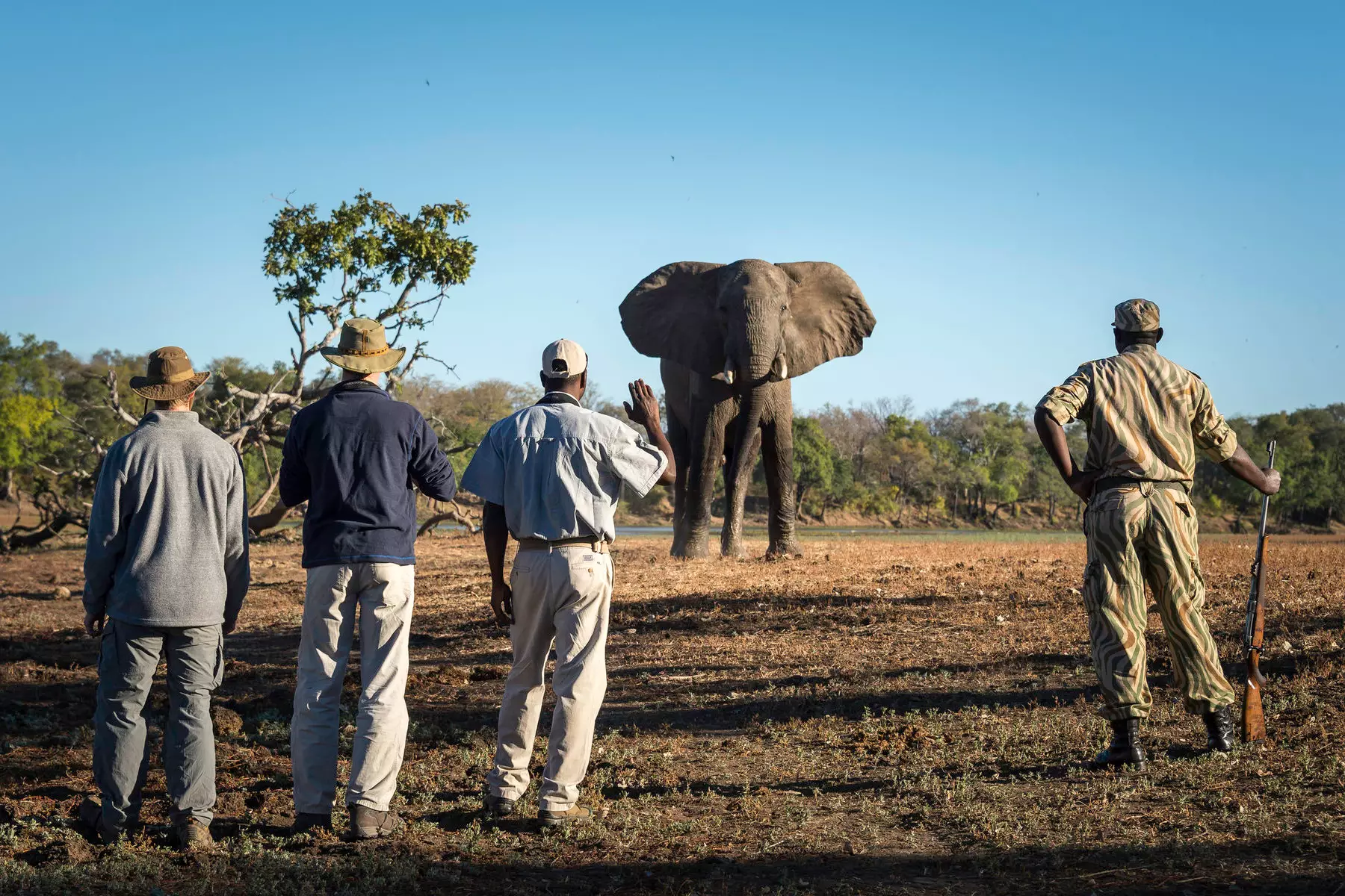 Afriške ikone v narodnem parku South Luangwa v Zambiji