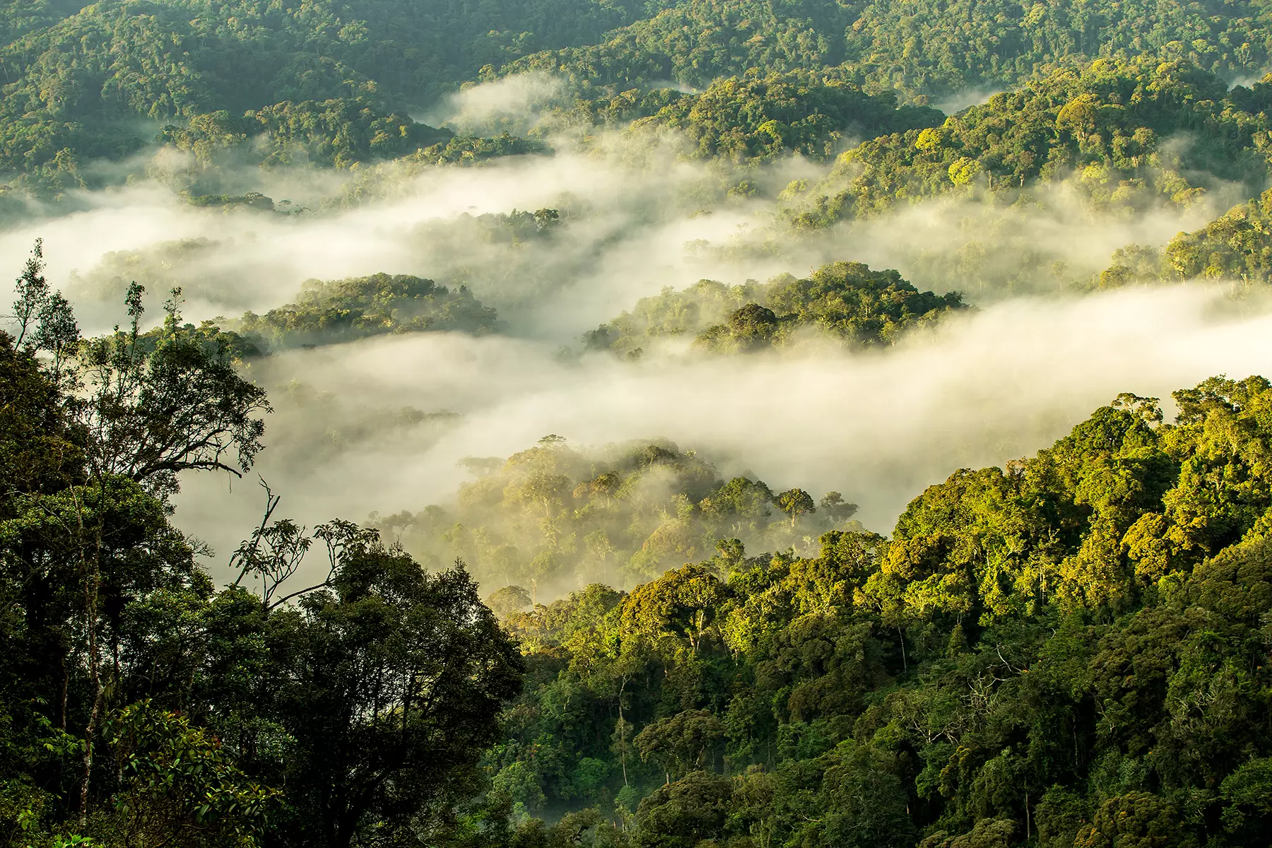 Nyungwe वन राष्ट्रिय निकुञ्ज रुवाण्डा मा धुमिल सूर्योदय