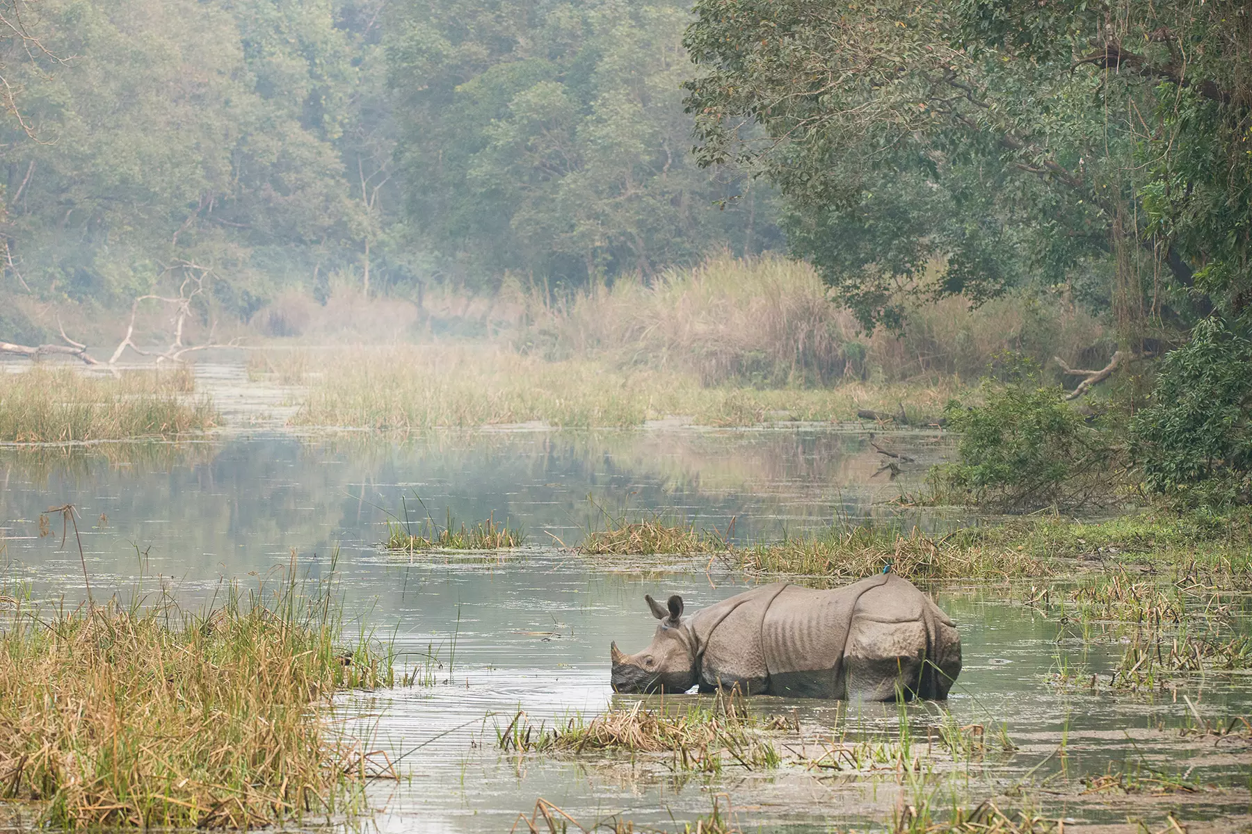 चितवन राष्ट्रिय निकुञ्जमा रहेको ठूलो एकसिङ्गे गैंडा