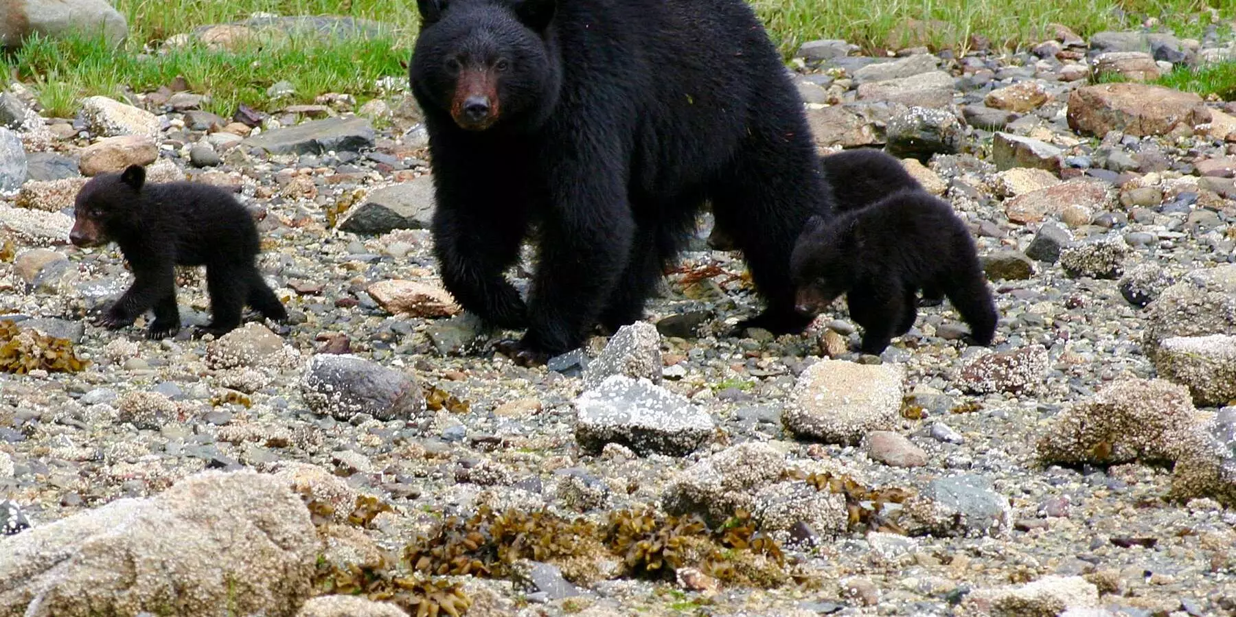 Žiūrėkite Kanados „Big 5“ šiame Ramiojo vandenyno pakrantės safaryje