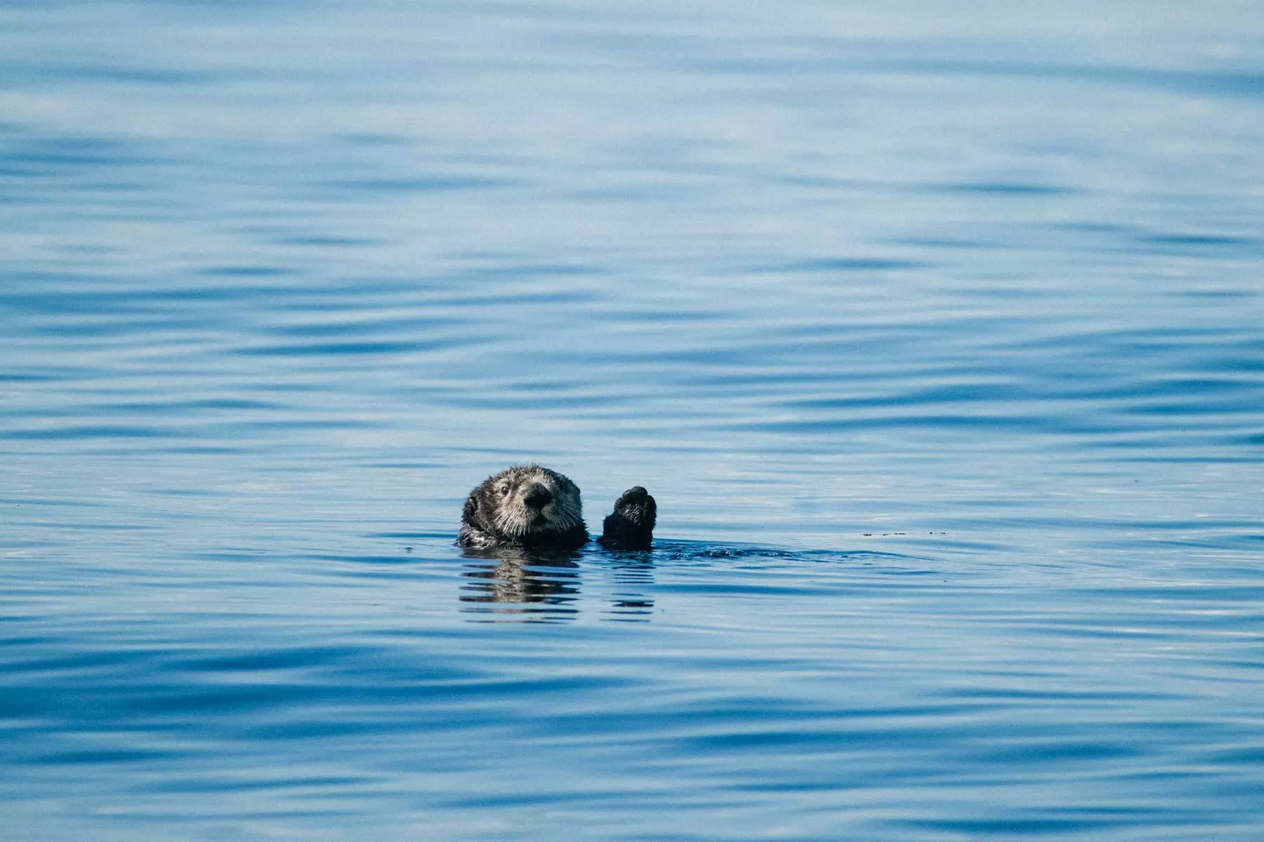 Een zeeotter met zijn poot omhoog in blauw water