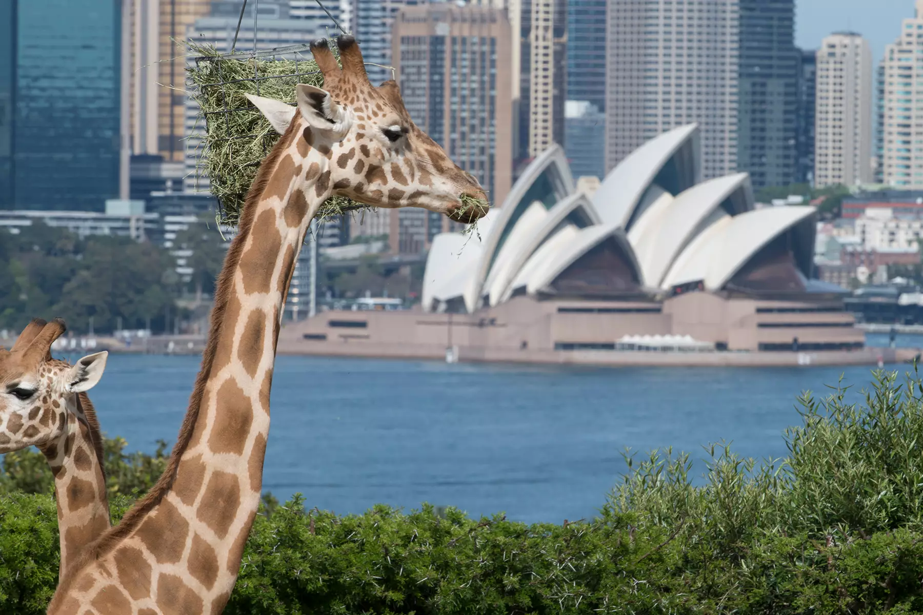 Kaelkirjakud Sydney ooperimaja ees Taronga loomaaias Sydneys, Austraalias.