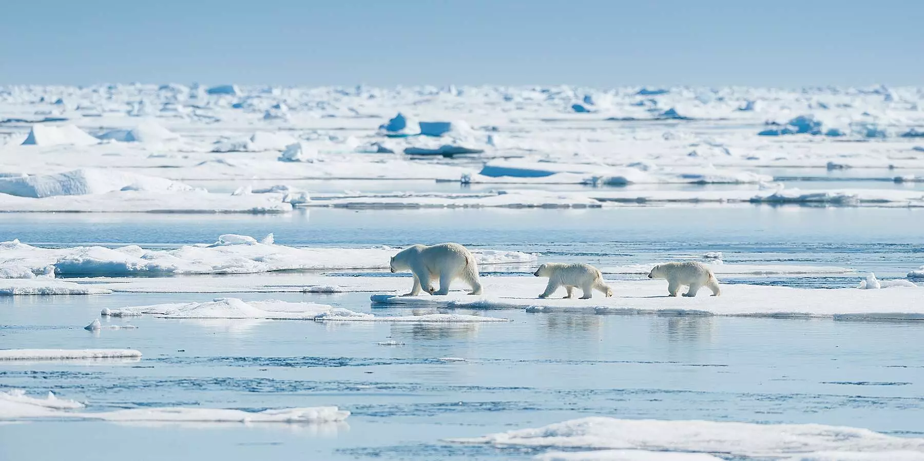 Mahimo kang Heli-ski sa Hilit nga Sidlakang Greenland — apan Pagbantay sa mga Polar Bear