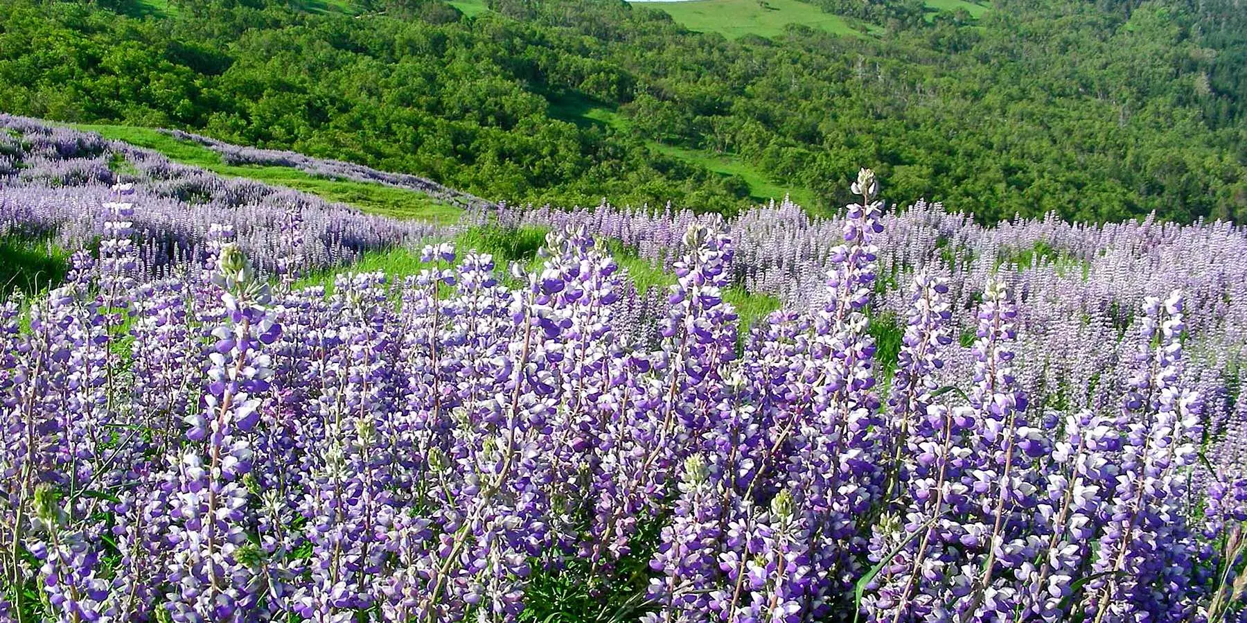 10 Labing Maayong U.S. National Parks nga Bisitahon Panahon sa Wildflower Season