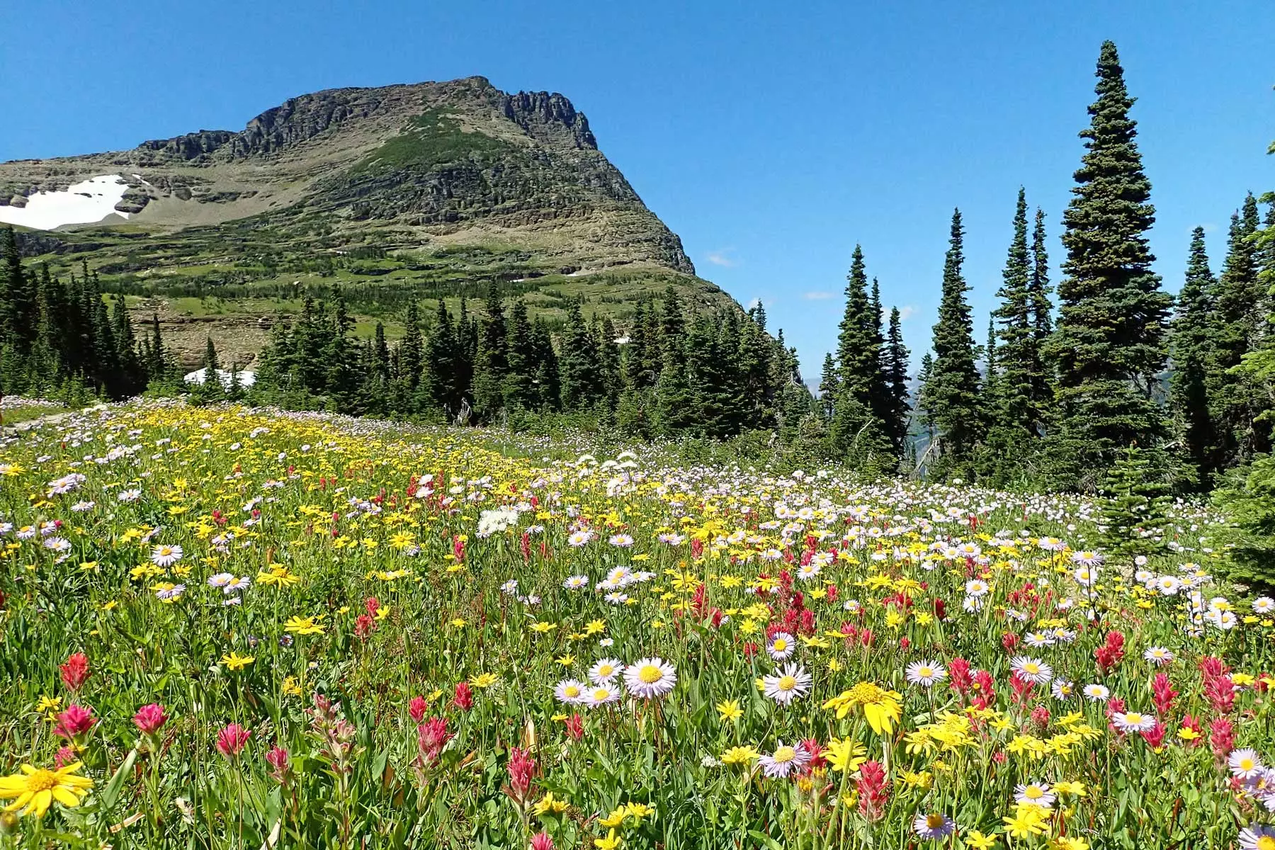 Polne kwiaty rosną na wysokości w Parku Narodowym Glacier, Montana