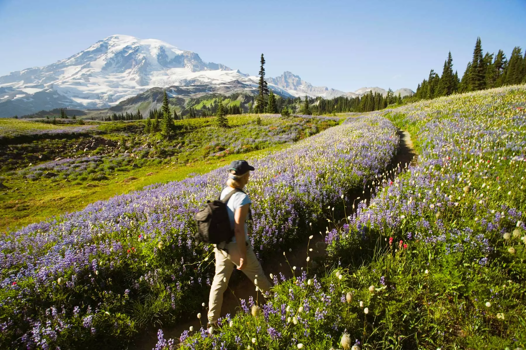 Le persone che camminano tra i fiori sono lupino artico, pennello magenta e erba orso nel Parco Nazionale del Monte Rainer