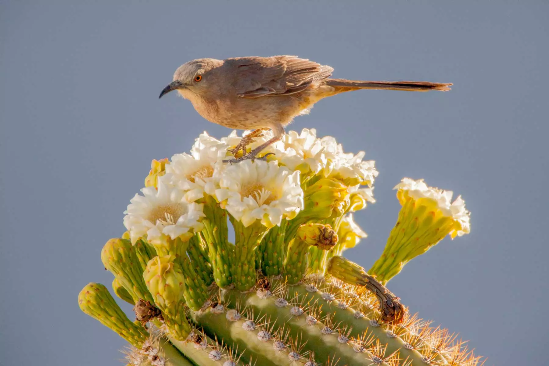 Cacti thrasher bird su cactus in fiore nel Parco Nazionale del Saguaro