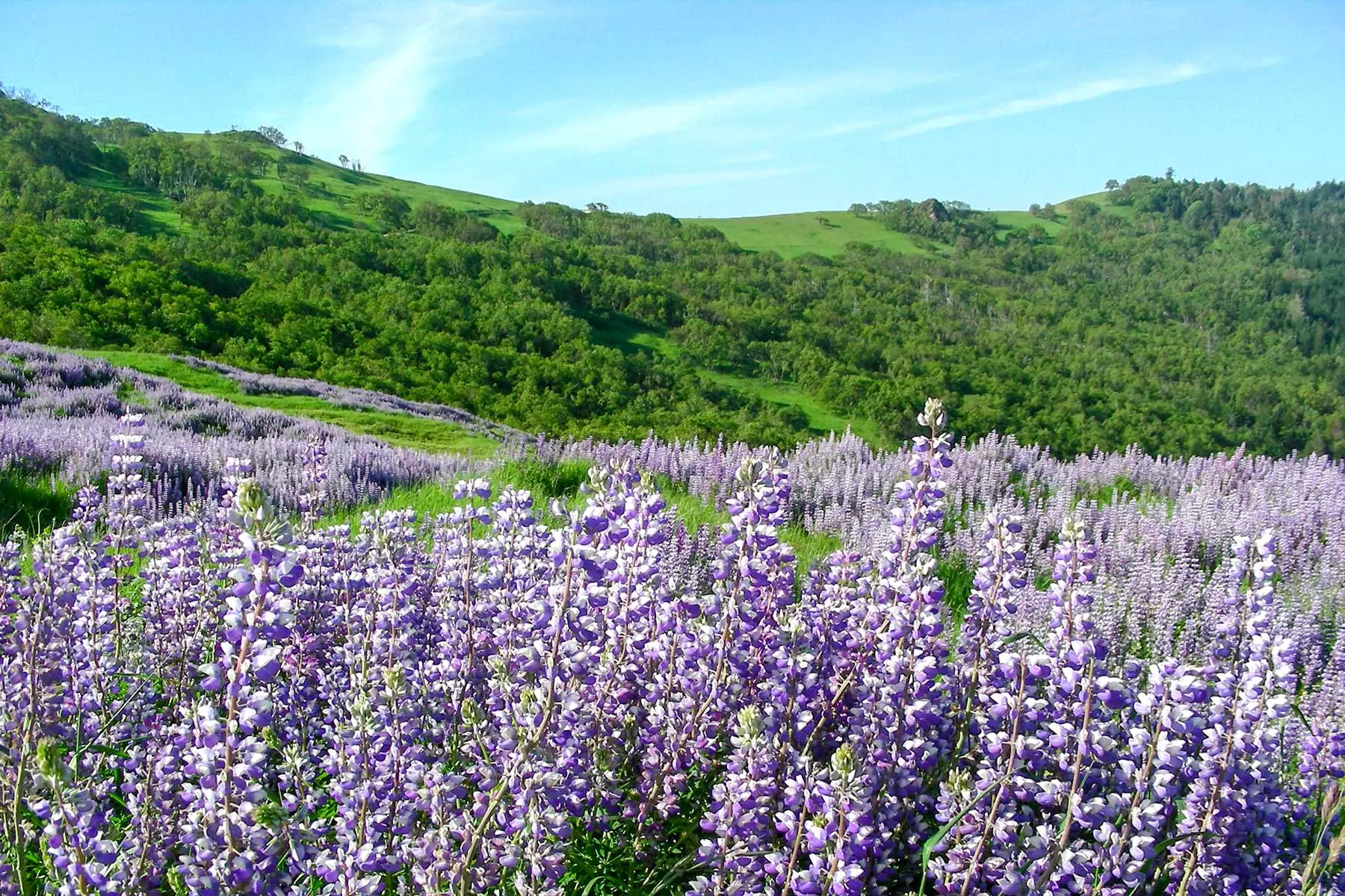 Fioritura di lupino di montagna nel Parco nazionale di Redwood