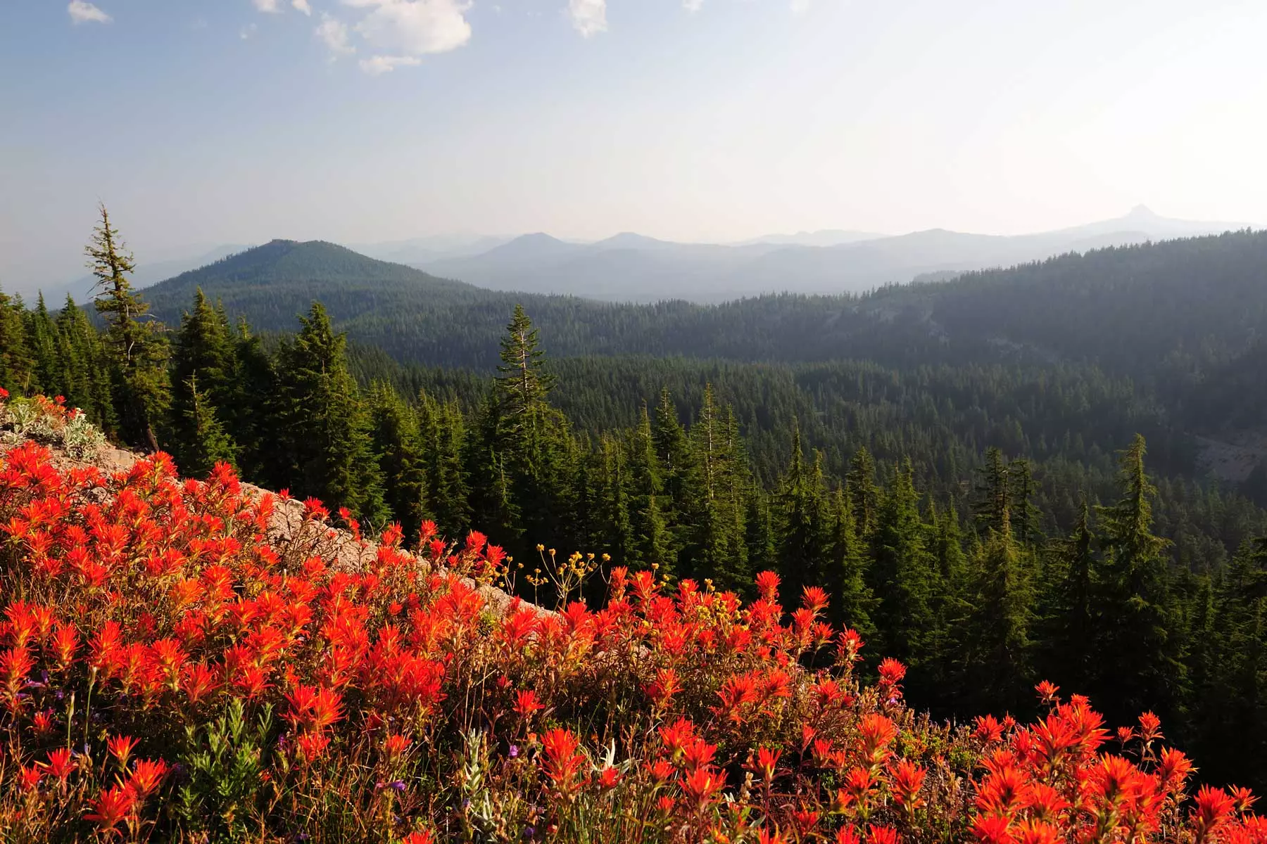 Pennello indiano rosso e catene montuose al Parco nazionale di Crater Lake, Oregon