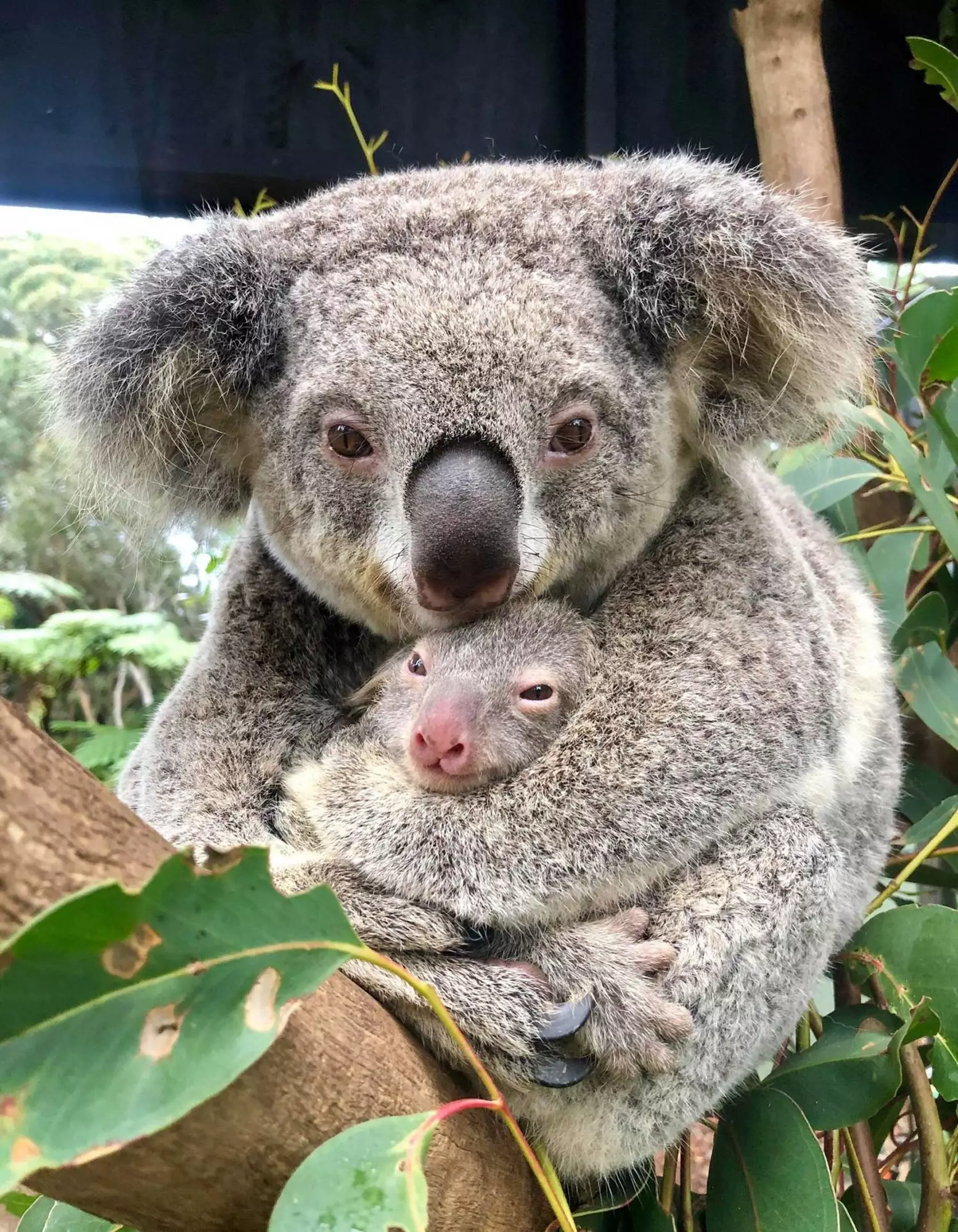 Koala Ostralyen Reptile Park la fè Joey