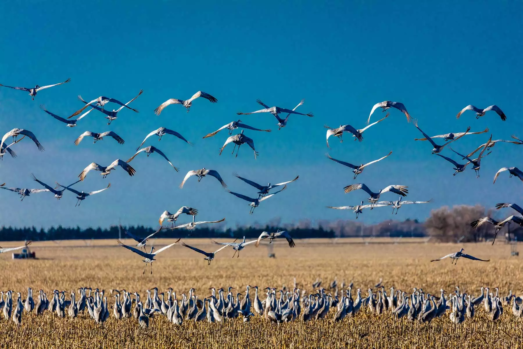 Korongo wa Sandhill hupaa juu ya shamba la mahindi wakati wa mawio ya jua, Platte River, karibu na Grand Island, Nebraska