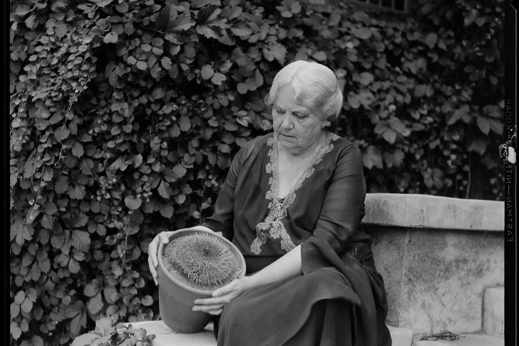Ponia Albert Sherman Hoyt pozuoja su kaktusu, Pietų Pasadena, 1931 m.