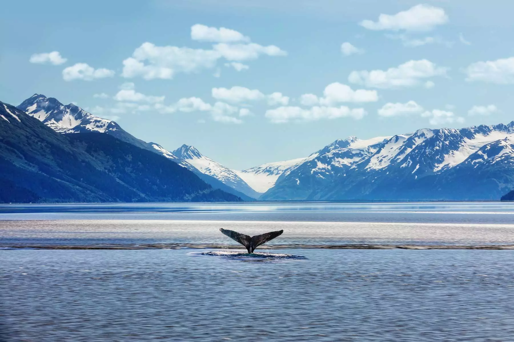 Coada de balenă cu cocoașă cu fundalul munților înghețați Alaska