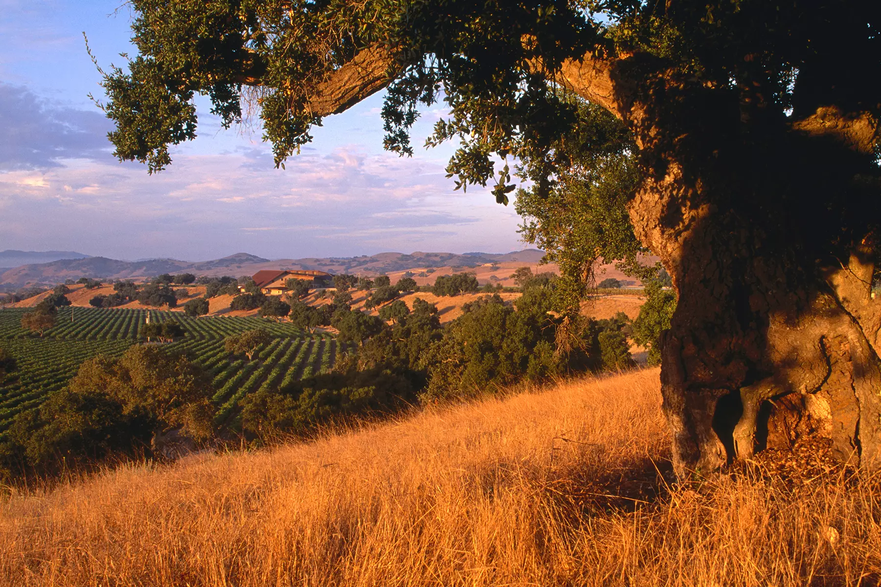 Ngaphezulu kwe-Firestone Vineyard ngemuva, i-Santa Ynez Valley, California, United States of America, North America