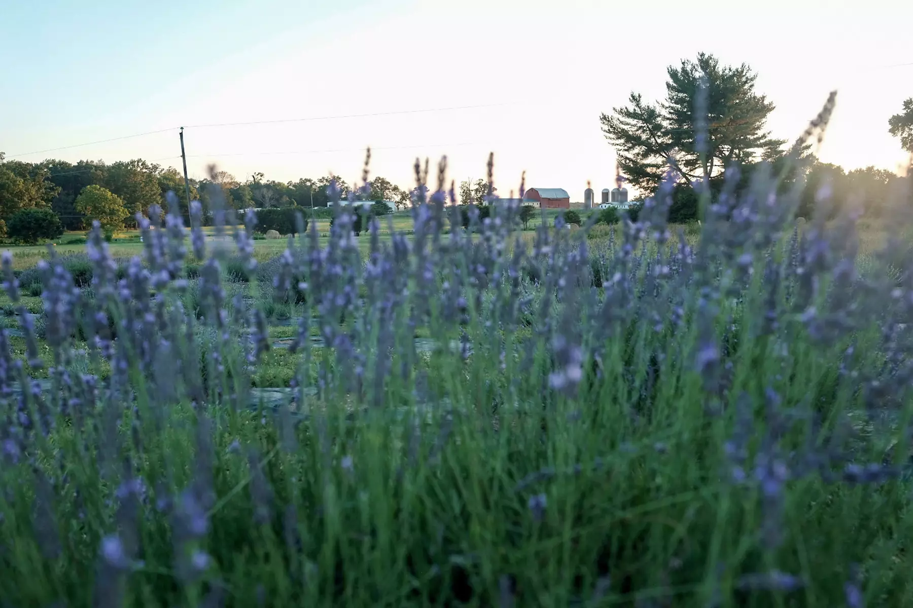 Vista de la granja de lavanda en Virginia