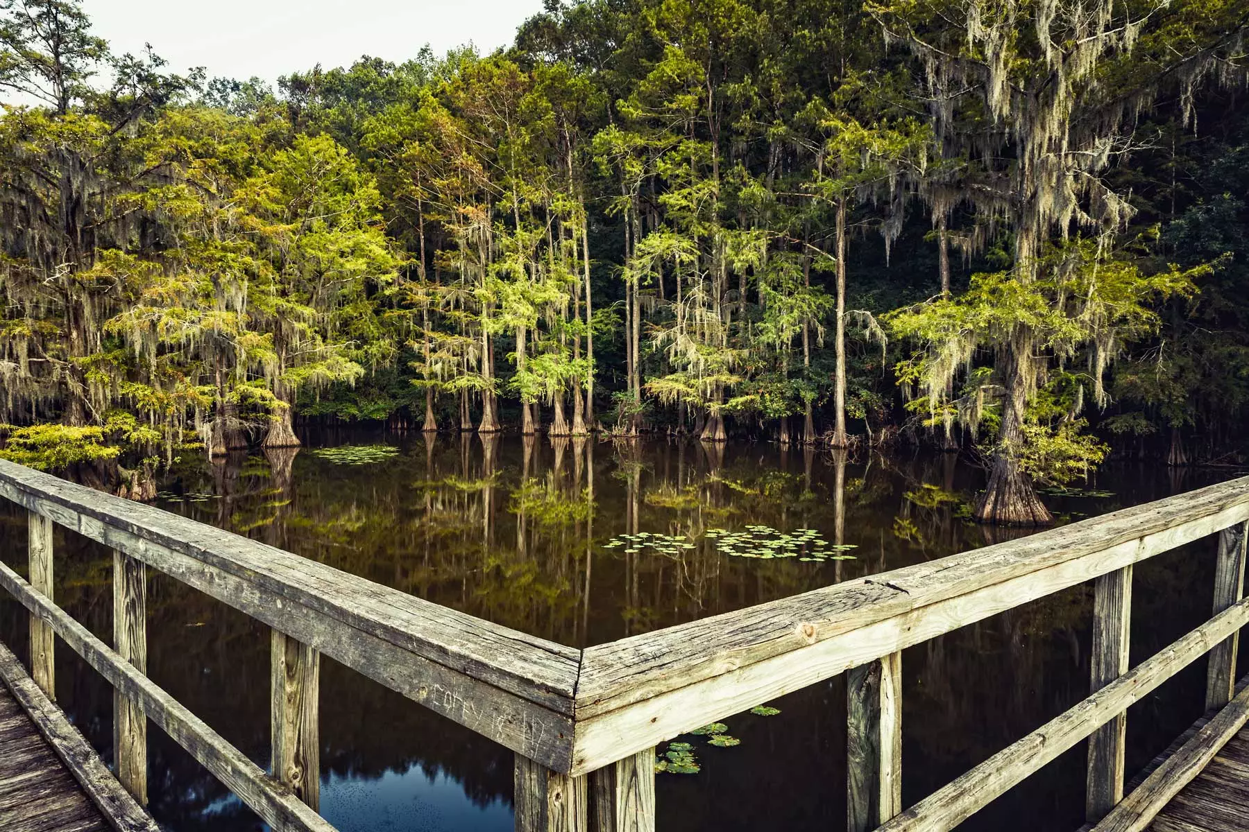 Summer mood sa Caddo Lake, Texas. Kahoy nga taytayan padulong sa usa ka mahiwagang lasang