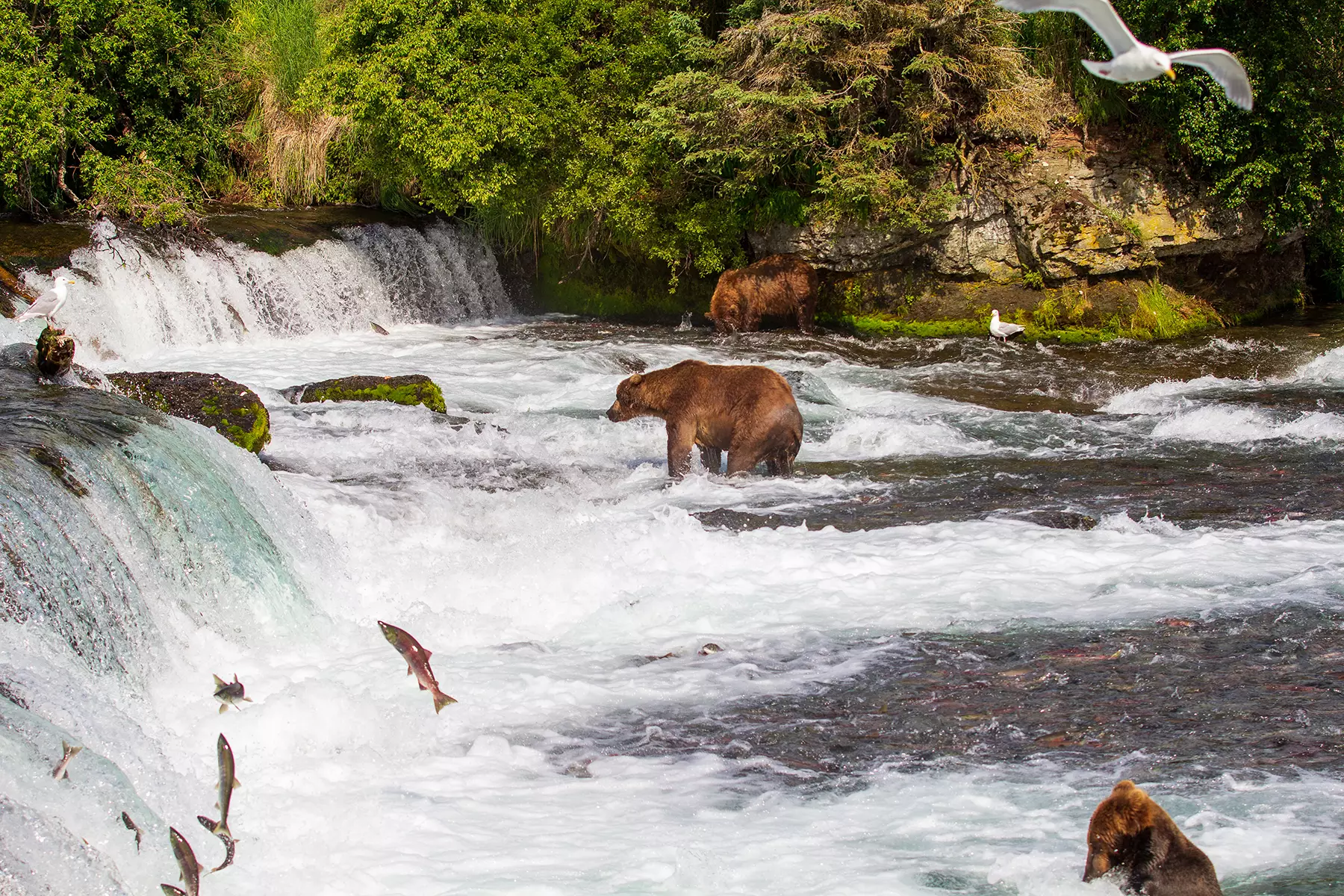 Biruang di Curug Brooks, Taman Nasional Katmai sareng Cagar, Alaska