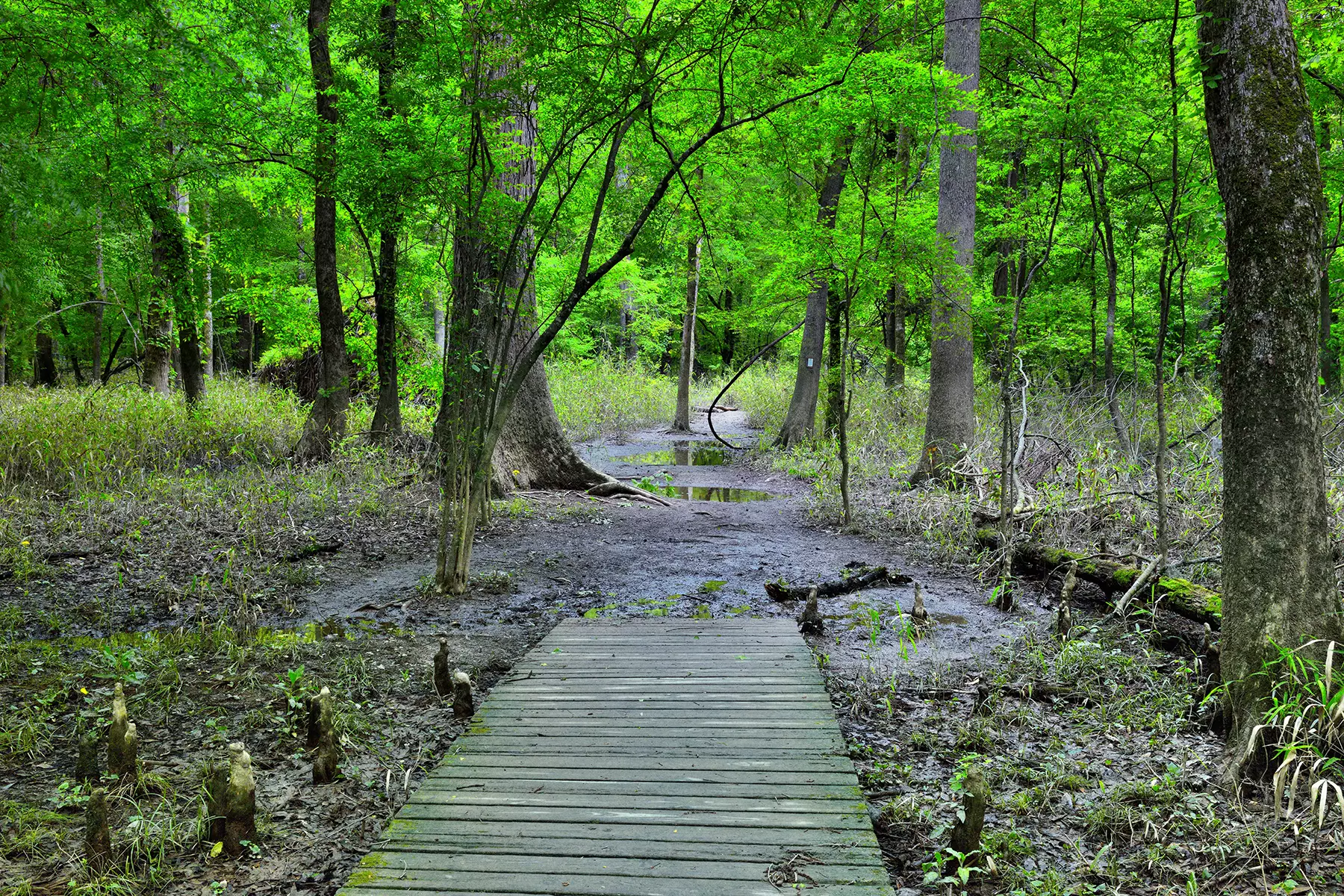 naék jalan tol nuju ka daérah gurun sareng Weston Lake Loop Trail di Taman Nasional Congaree