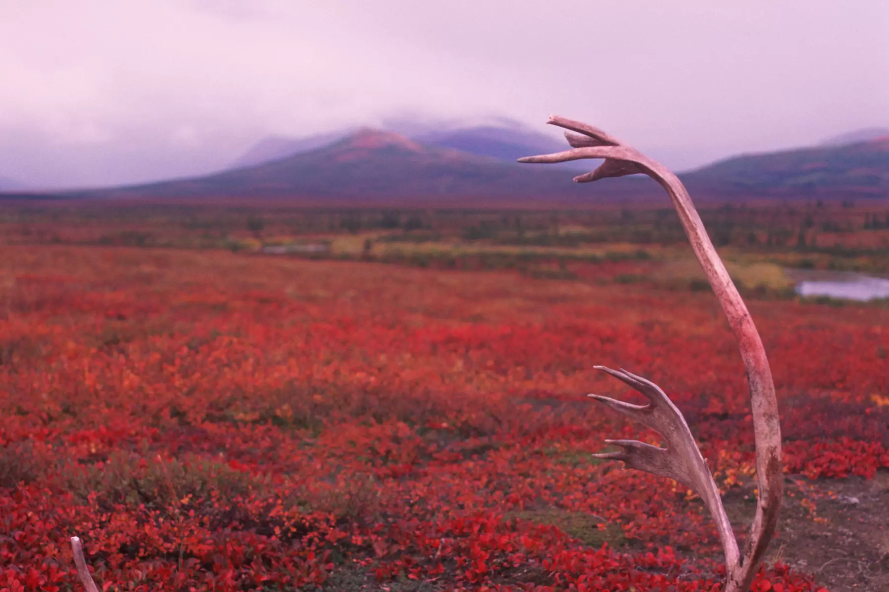 Caribou Antlers, Kobuk Valley Taman Nasional, Alaska, AS, Tundra