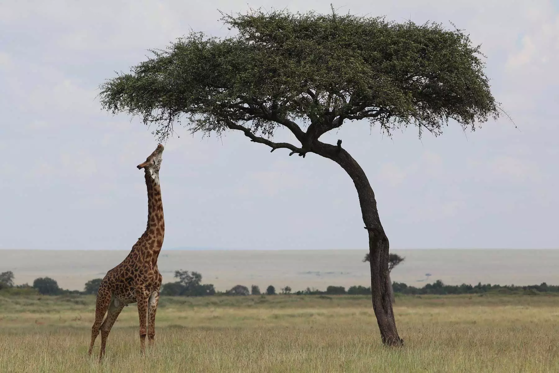 Жирафите од Килиманџаро се вообичаена глетка на патувањата со сафари Ротшилд низ кенискиот национален резерват Масаи Мара, Кенија