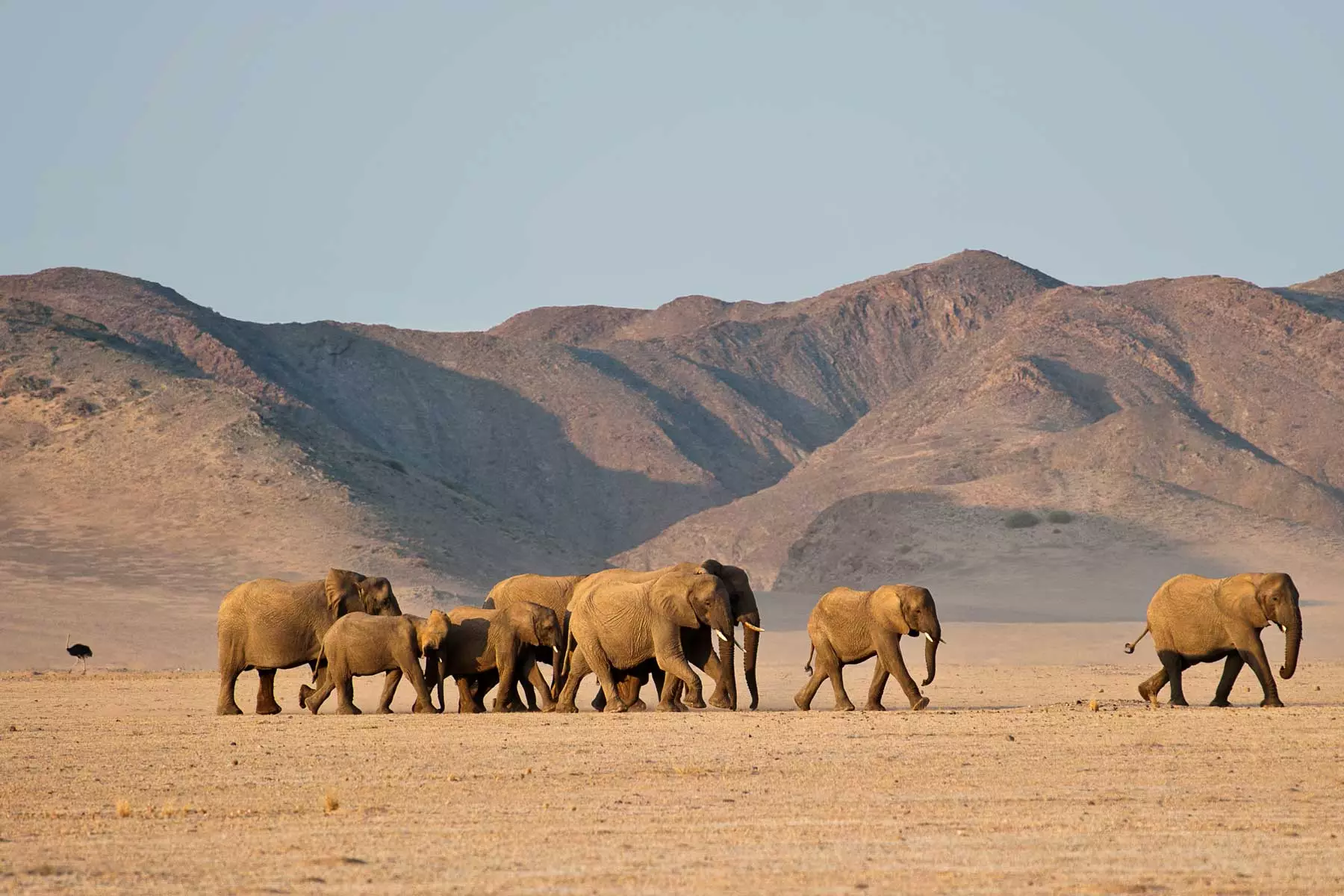 Сафари во дивината гледа слонови во Намибија