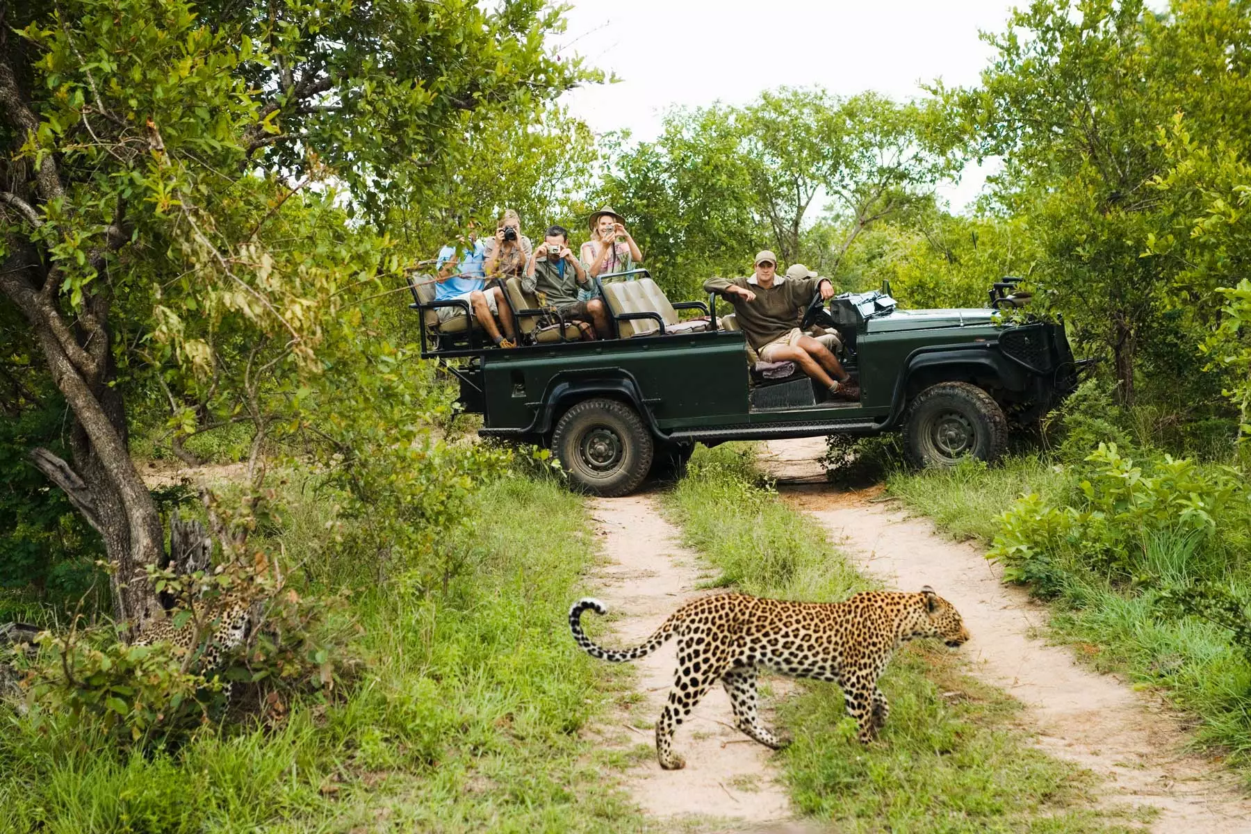 Примамливото африканско возило запре за да го види Леопард
