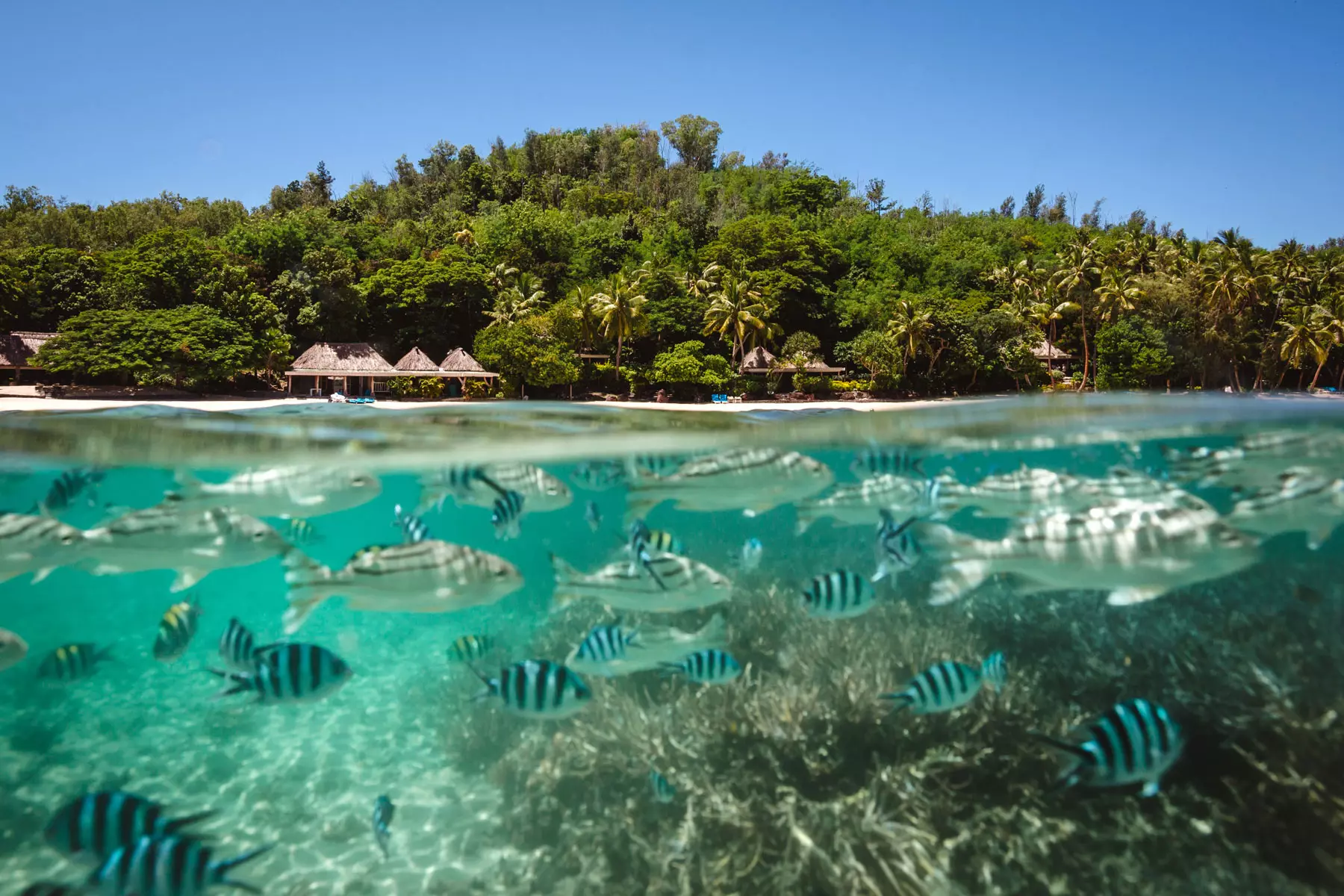 Turtle Island Fiji