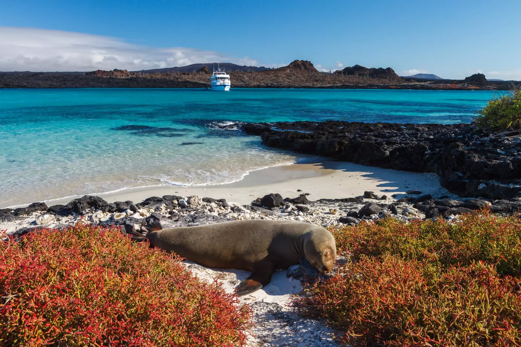 Ein Galapagos-Seelöwe am Strand mit einem Kreuzfahrtschiff und dem türkisfarbenen Meer in der Ferne, Galapagos-Insel, Ecuador