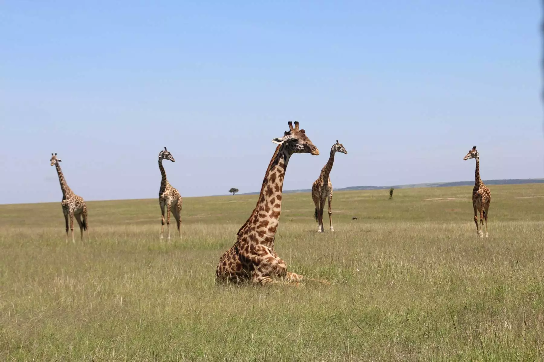 Kilimanjaro-giraffen zijn een veelvoorkomend gezicht op Rothschild Safaris-reizen door het Masai Mara National Reserve in Kenia, Kenia