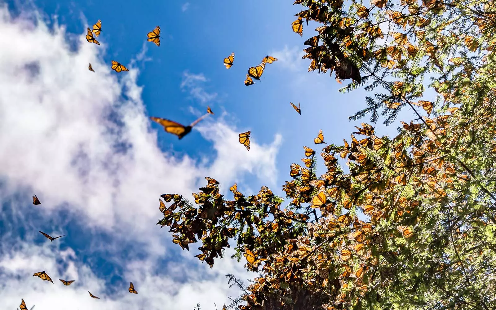 Biosferni rezervat metulja Monarch v Michoacanu v Mehiki, ki je na seznamu svetovne dediščine
