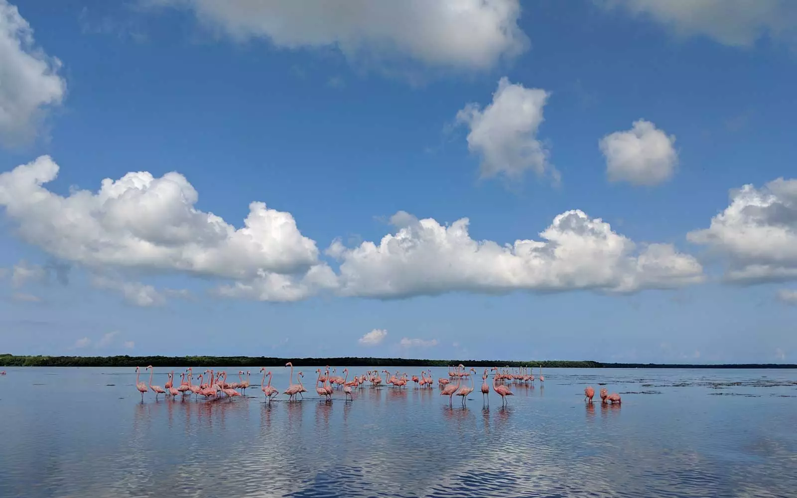 Celestun, Flamingos