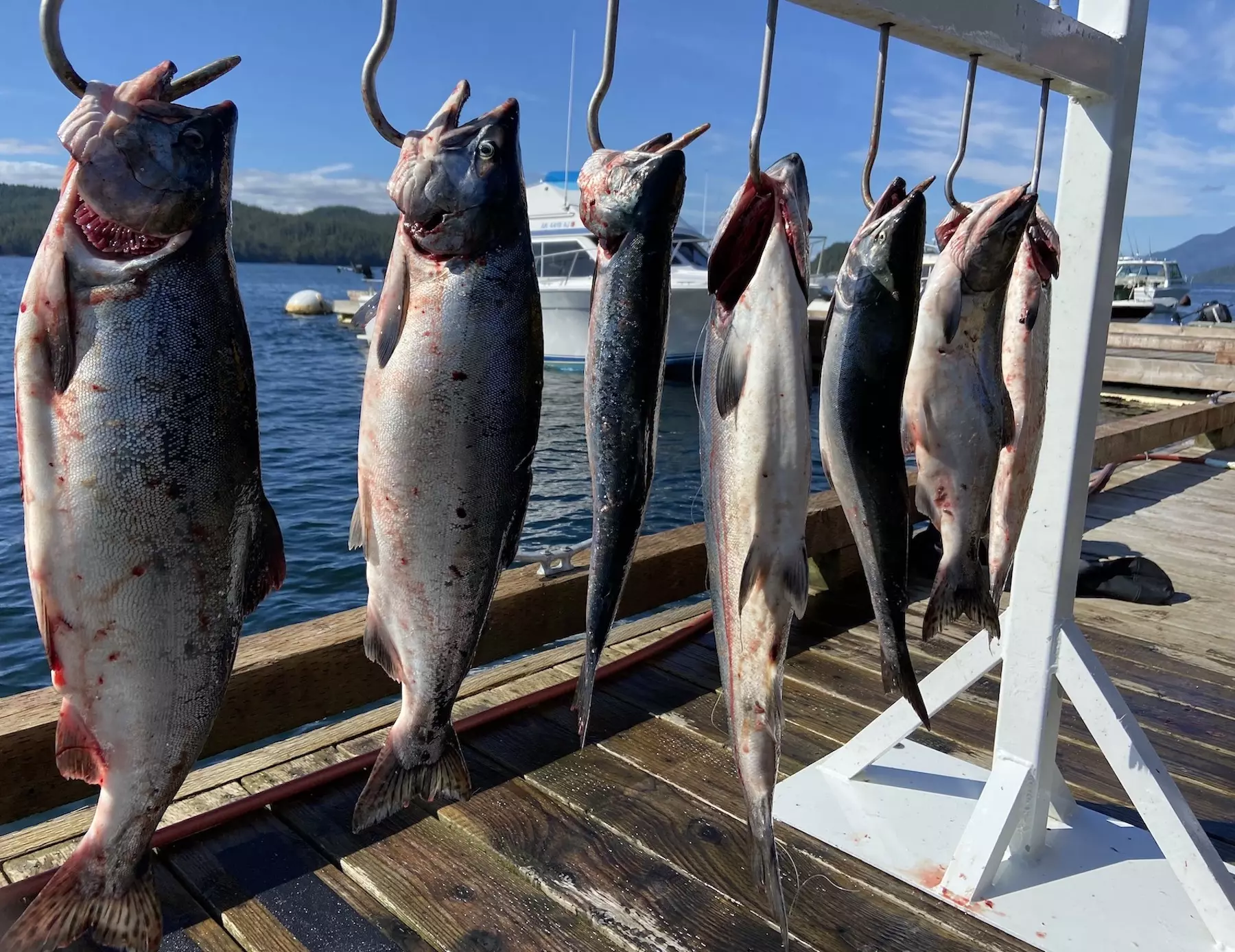 Fische hängen an den Docks von Salmon Falls Alaska